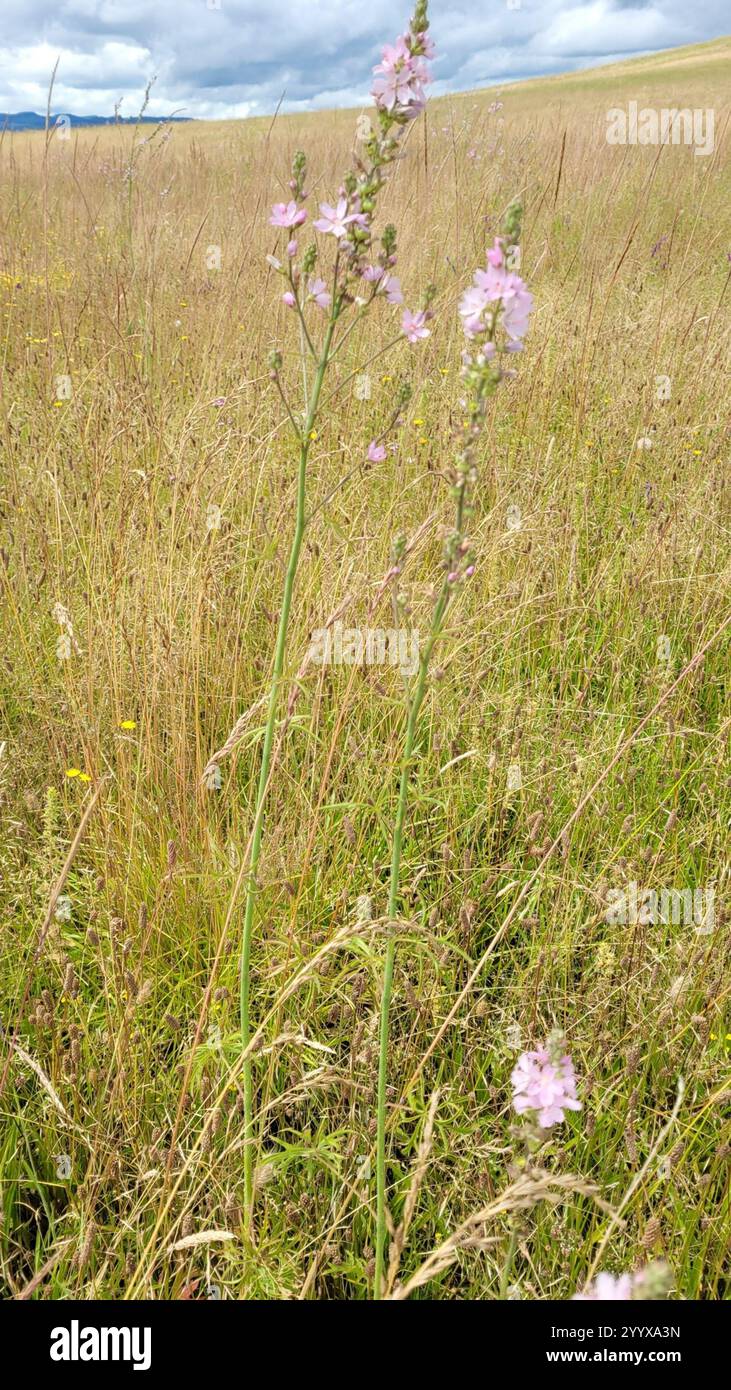 Meadow checker mallow hi-res stock photography and images - Alamy