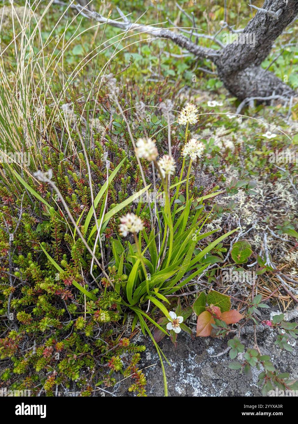 Sticky False Asphodel (Triantha glutinosa Stock Photo - Alamy