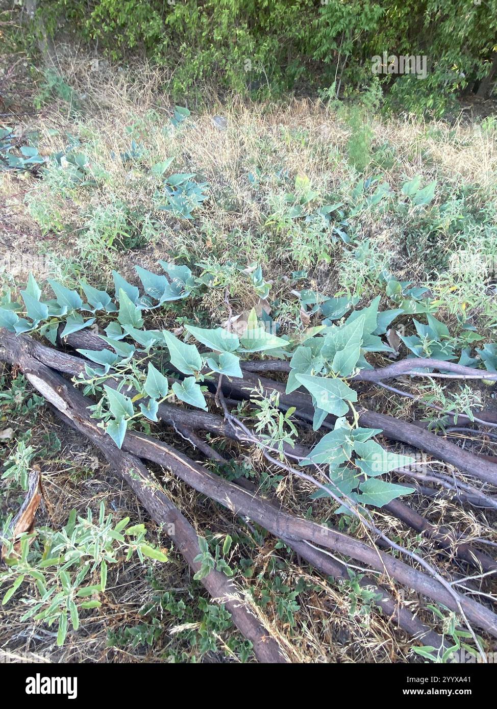 Buffalo Gourd (Cucurbita foetidissima Stock Photo - Alamy