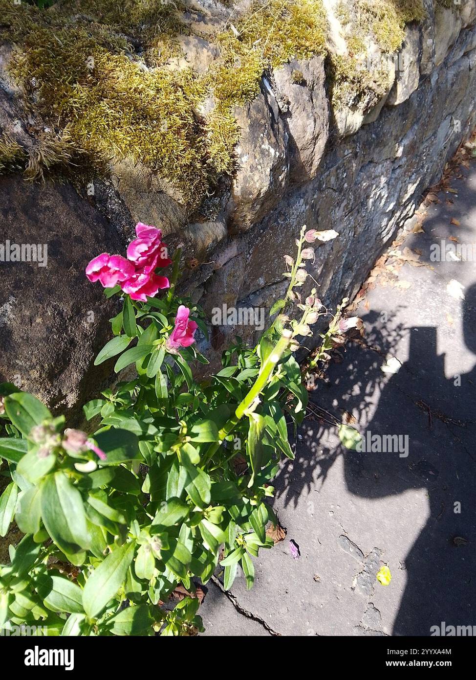 Snapdragon (Antirrhinum majus Stock Photo - Alamy