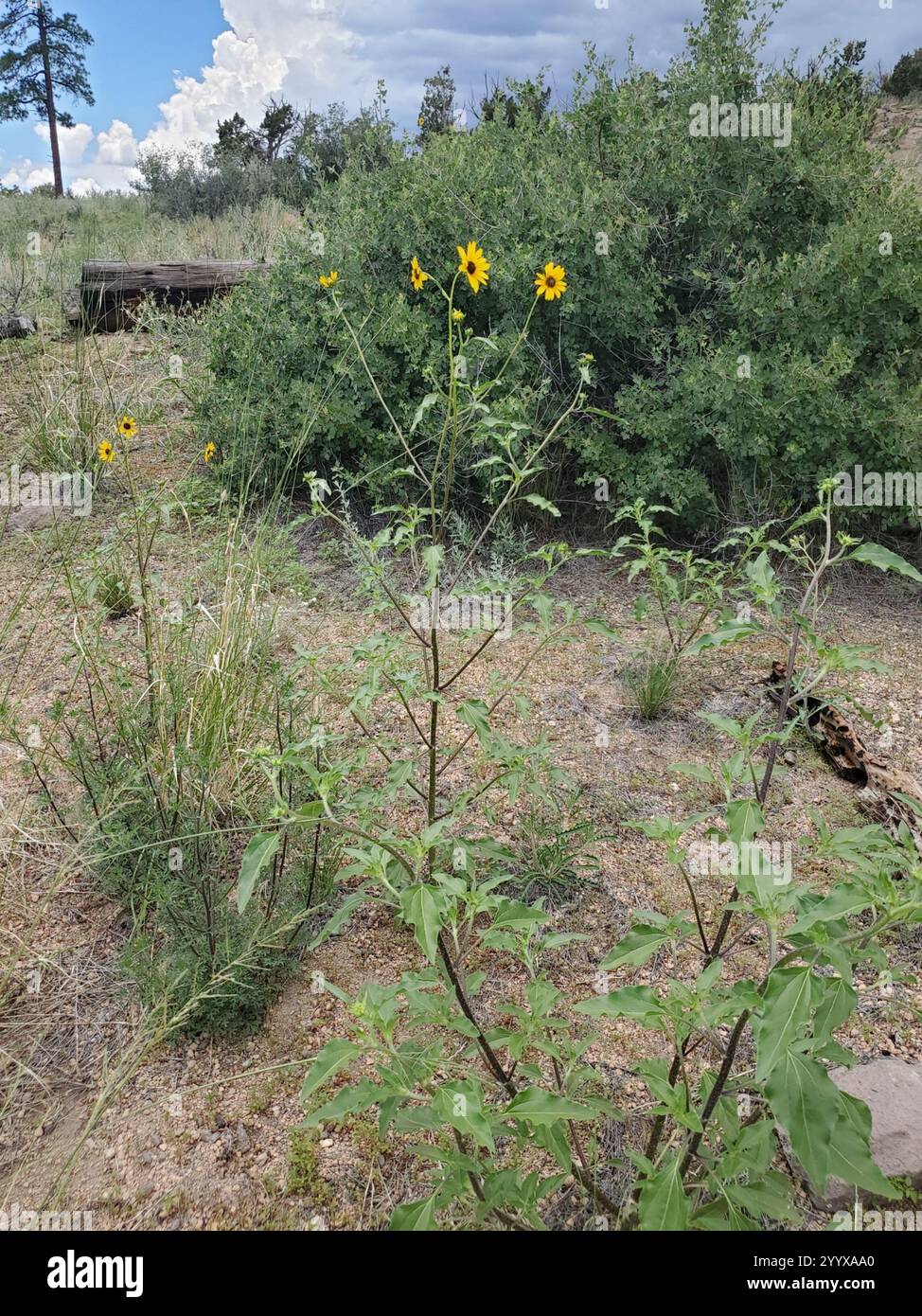 prairie sunflower (Helianthus petiolaris Stock Photo - Alamy