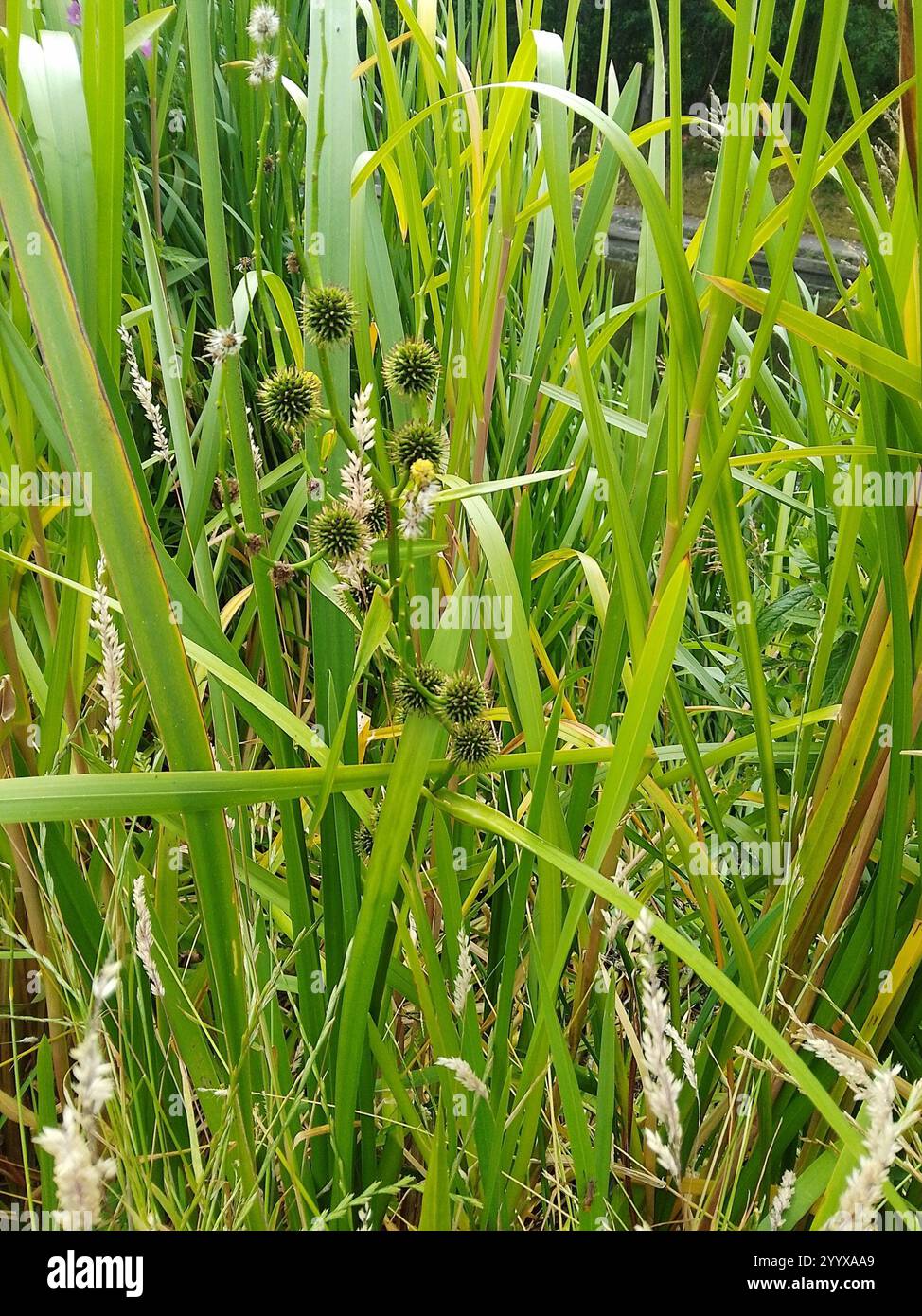 Branched Bur-reed (Sparganium erectum Stock Photo - Alamy