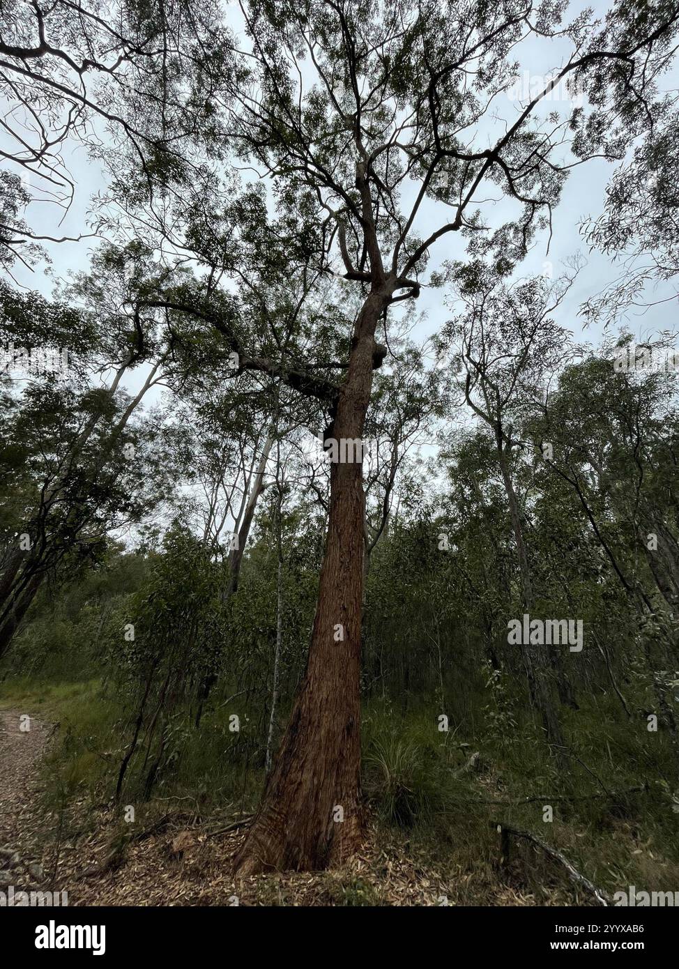 Tallowwood (Eucalyptus microcorys Stock Photo - Alamy