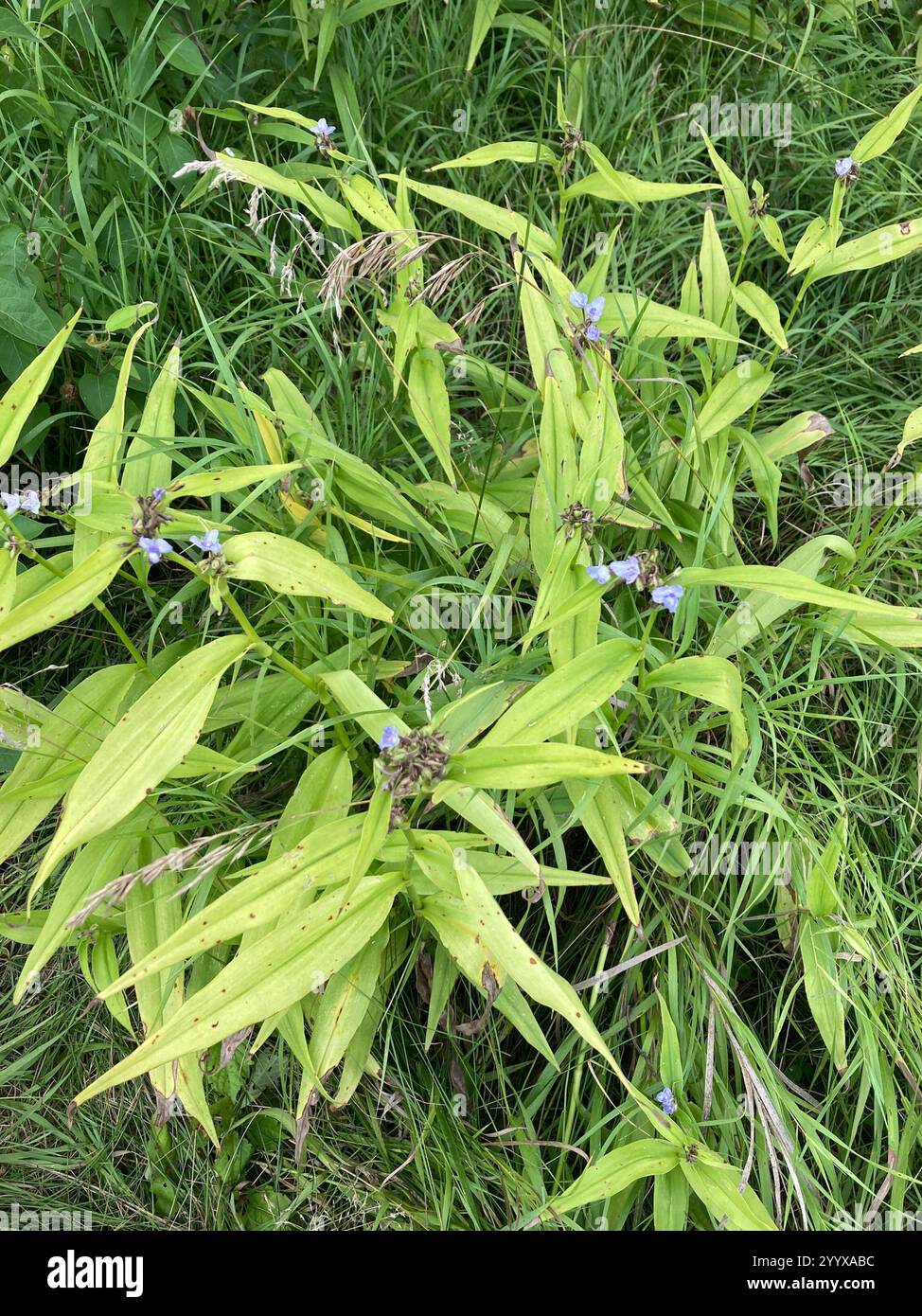 Zigzag Spiderwort (Tradescantia subaspera Stock Photo - Alamy