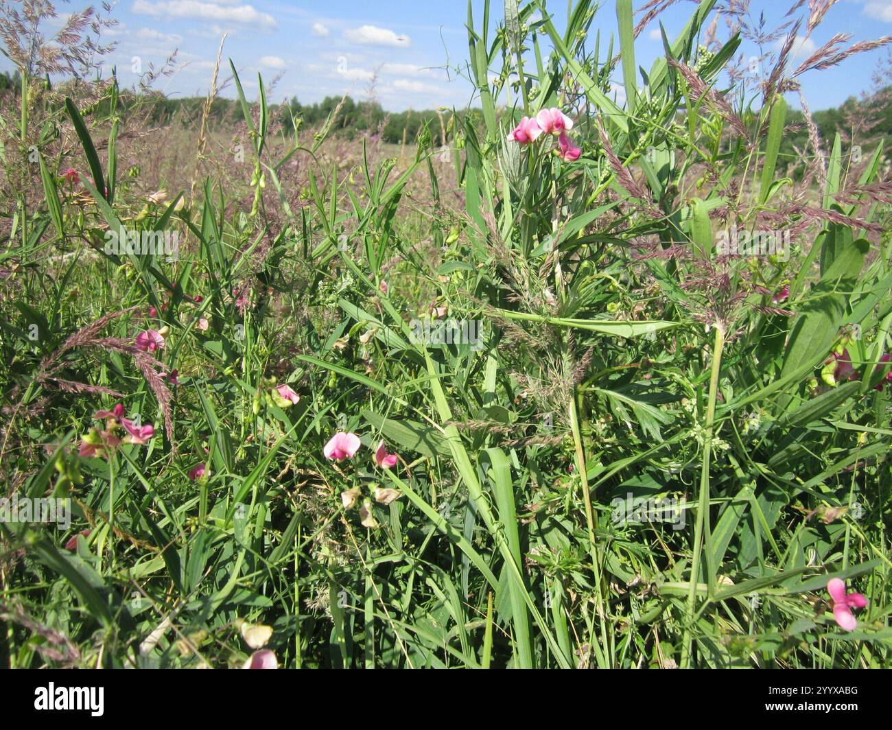 Narrow-leaved Everlasting-pea (Lathyrus sylvestris Stock Photo - Alamy