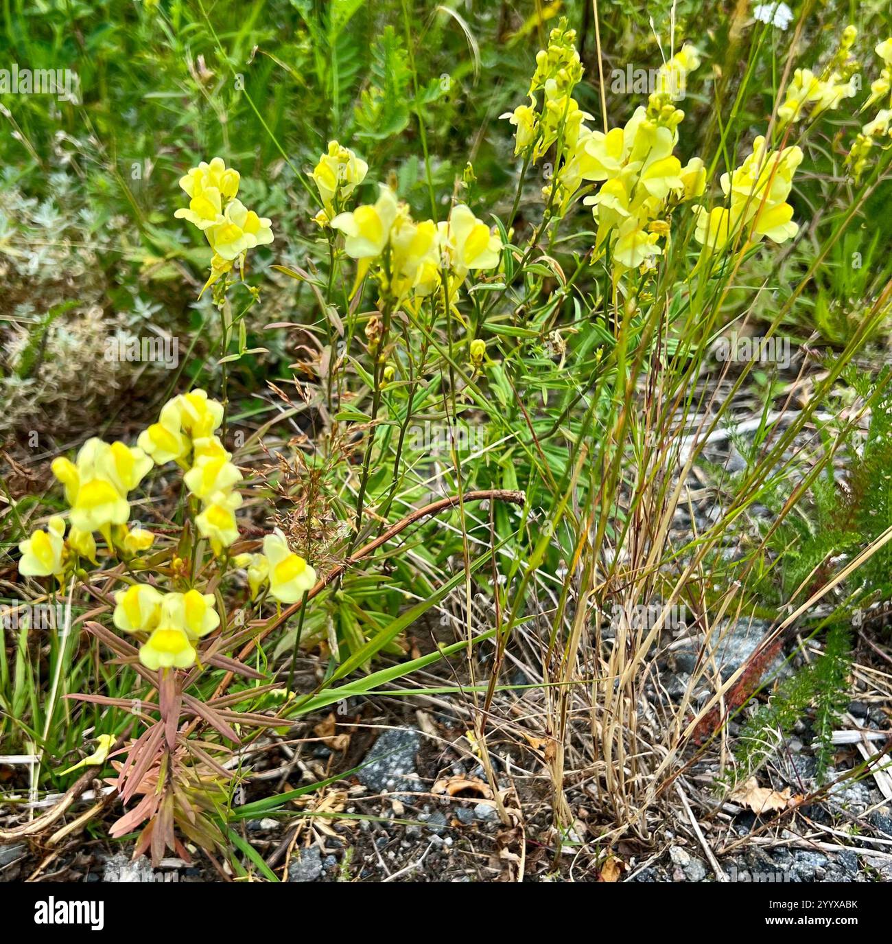 common toadflax (Linaria vulgaris Stock Photo - Alamy