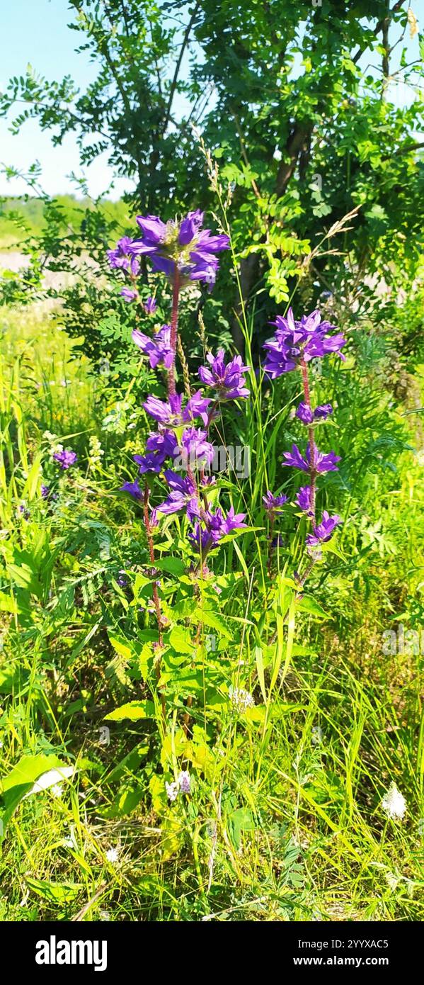 clustered bellflower (Campanula glomerata Stock Photo - Alamy