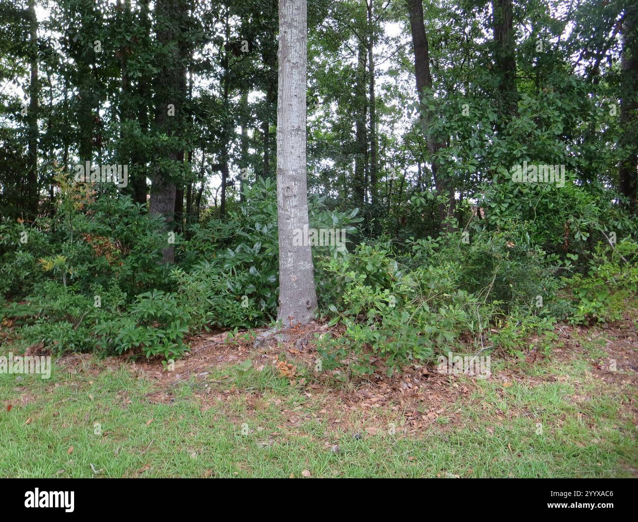 water oak (Quercus nigra Stock Photo - Alamy