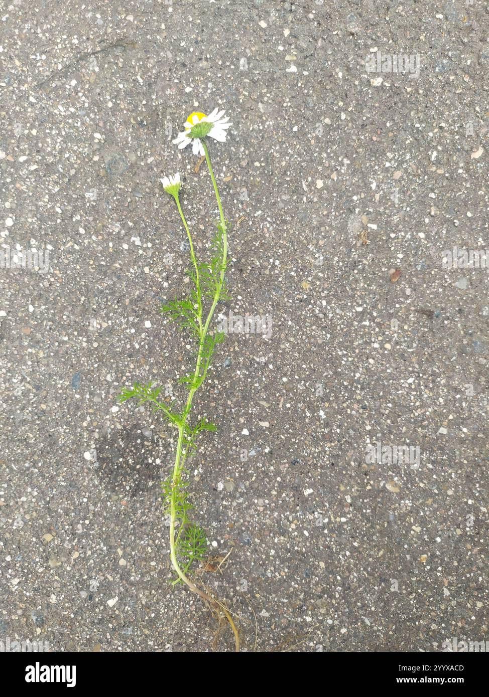 scentless mayweed (Tripleurospermum inodorum Stock Photo - Alamy
