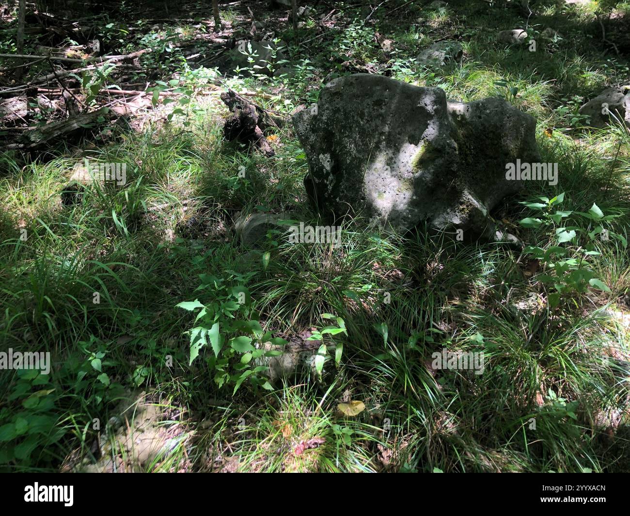 Limestone Forest Sedge (Carex superata Stock Photo - Alamy