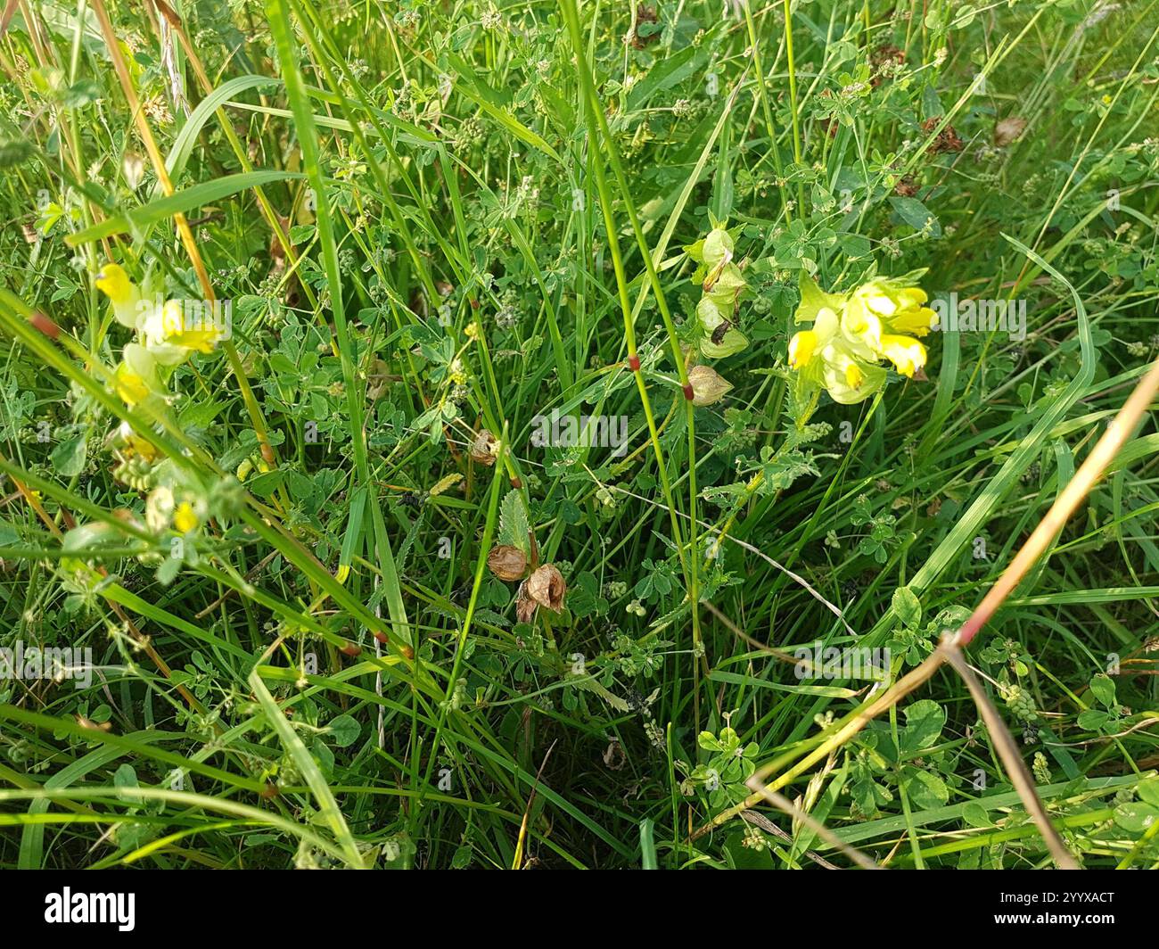 Greater Yellow-rattle (Rhinanthus serotinus Stock Photo - Alamy