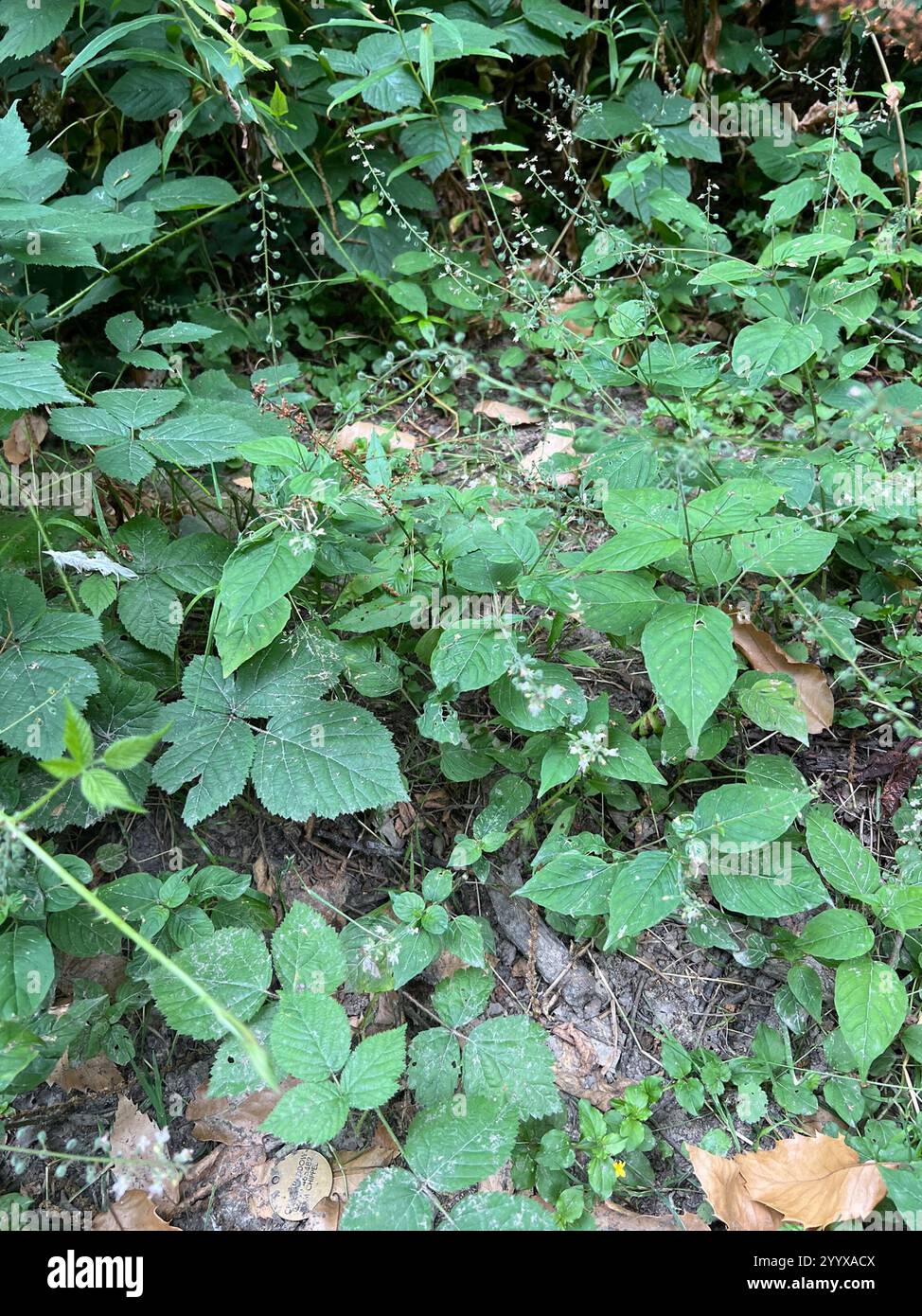 enchanter's-nightshade (Circaea lutetiana Stock Photo - Alamy