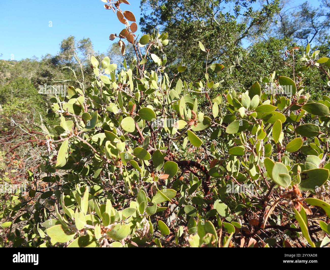 Common Manzanita (Arctostaphylos manzanita Stock Photo - Alamy