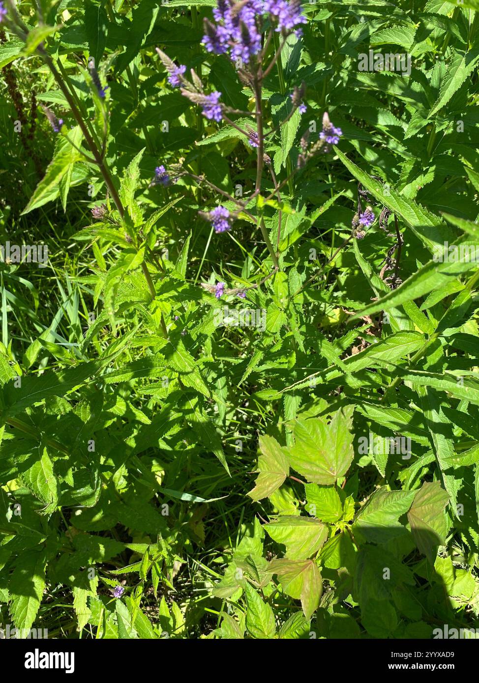 blue vervain (Verbena hastata Stock Photo - Alamy