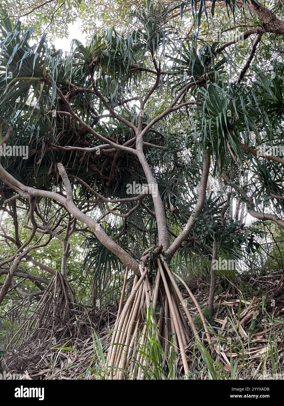 thatch screwpine (Pandanus tectorius Stock Photo - Alamy