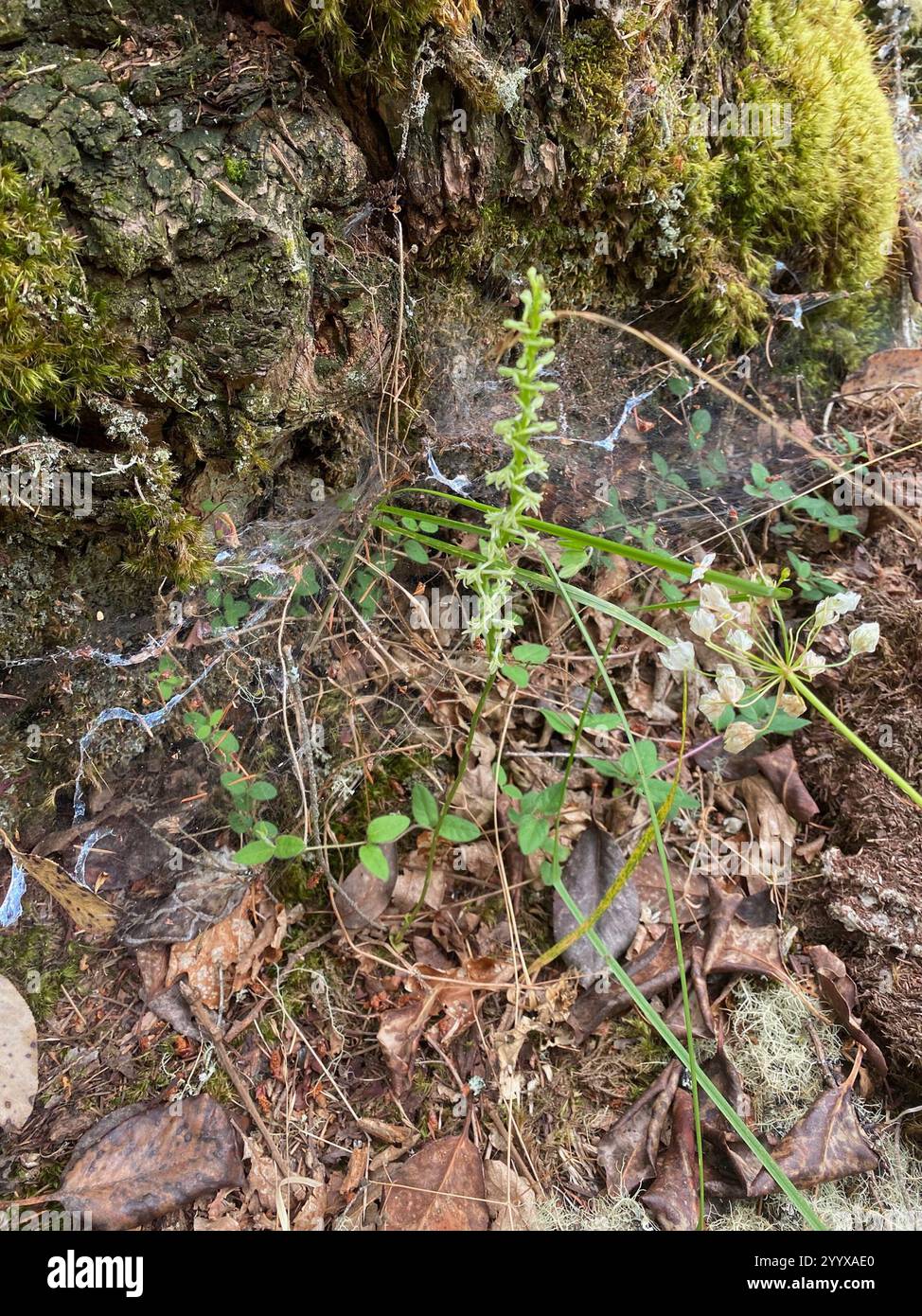 Flat Spurred Piperia (Platanthera transversa Stock Photo - Alamy