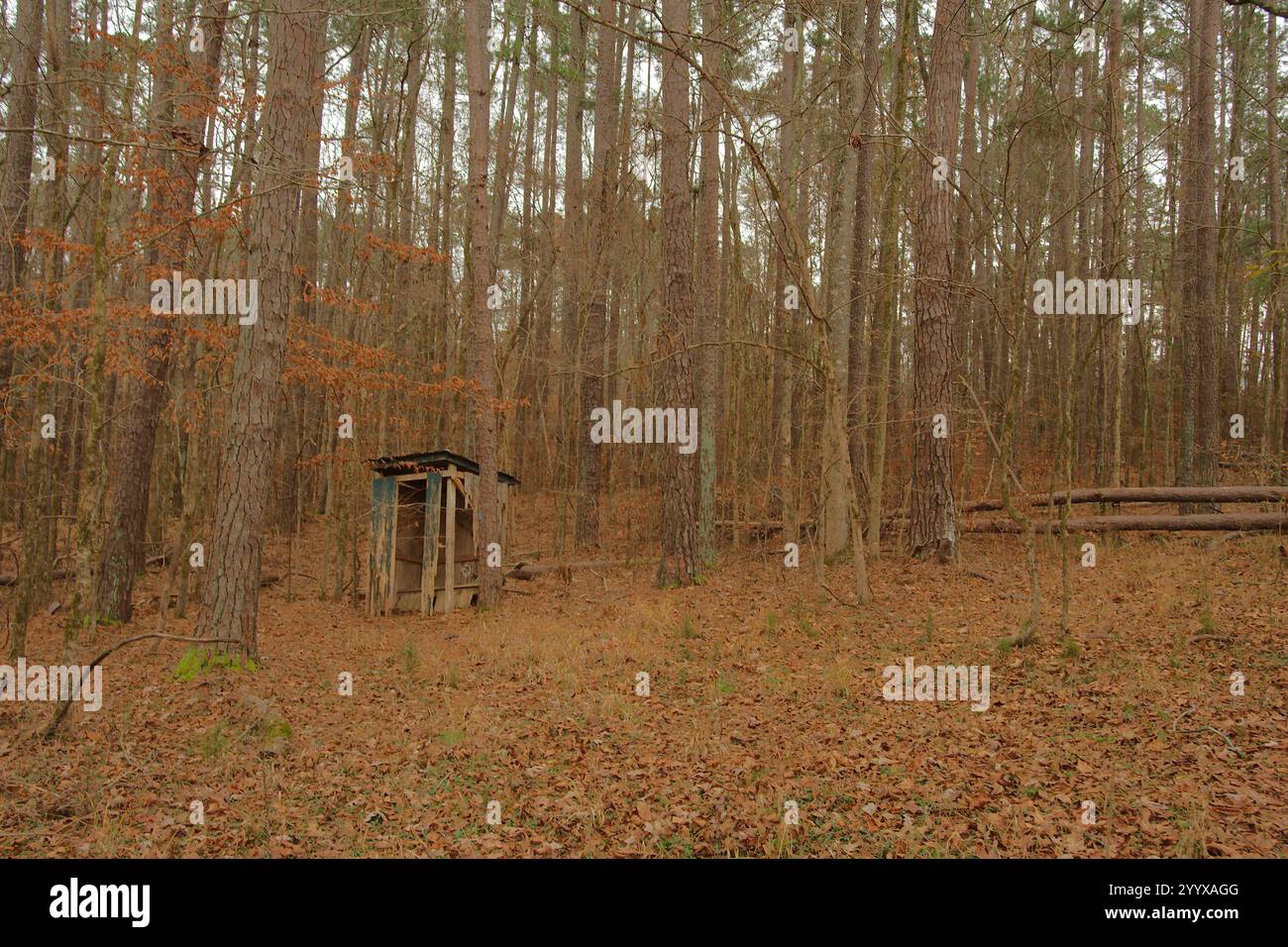 Old wood dilapidated outhouse in the woods. Old-fashioned wooden toilet ...
