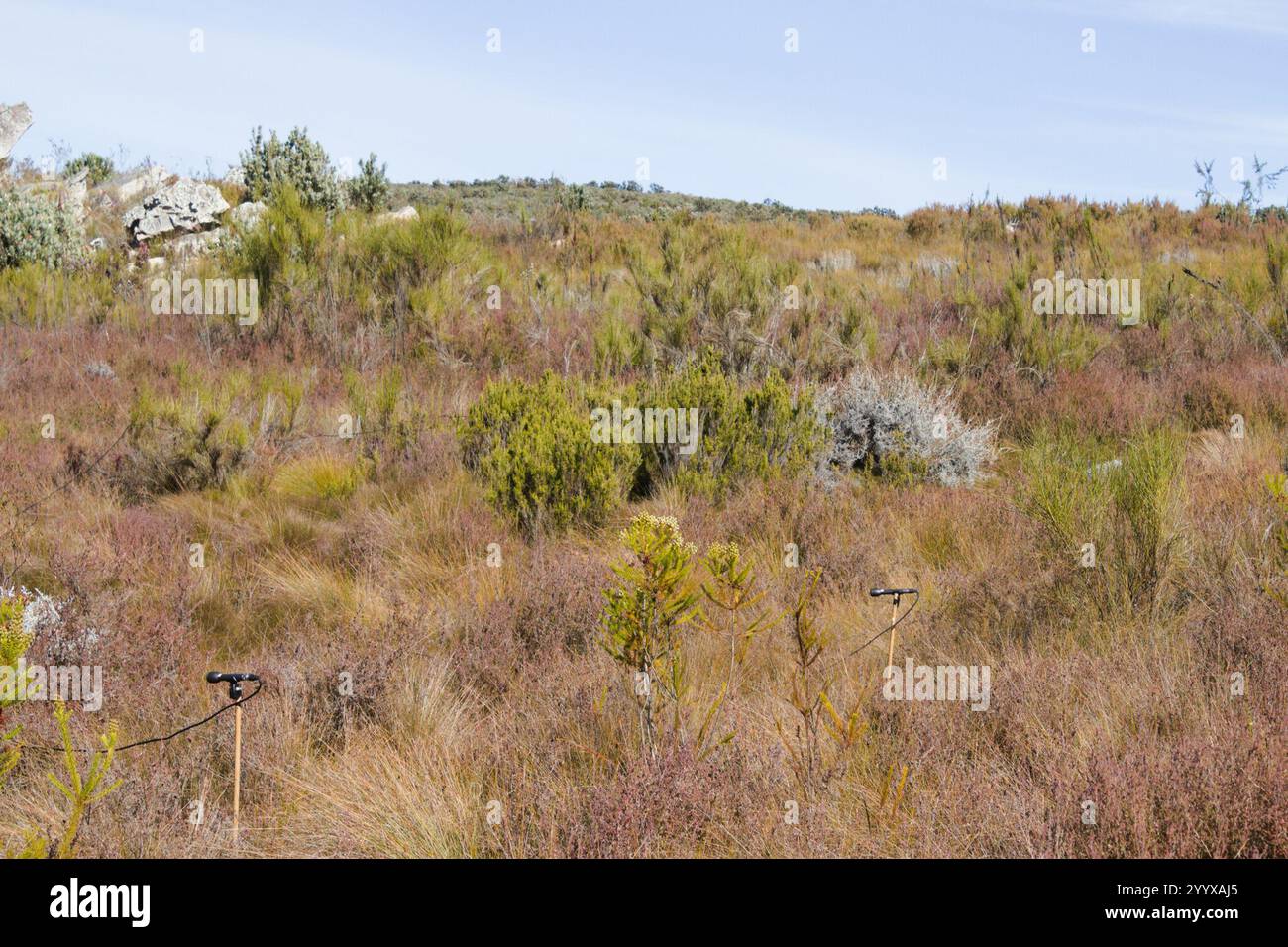 Northern Moss Frog (Arthroleptella subvoce Stock Photo - Alamy