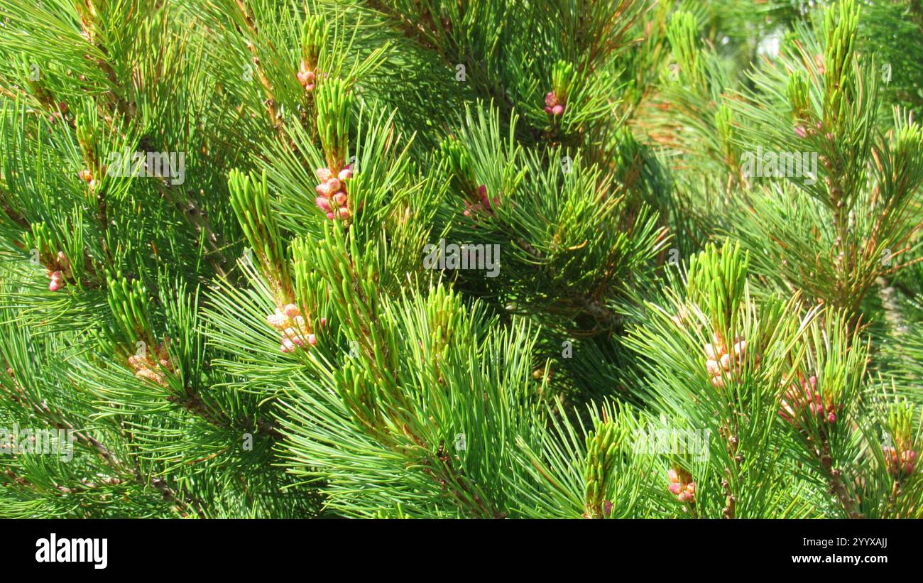 dwarf Siberian pine (Pinus pumila Stock Photo - Alamy