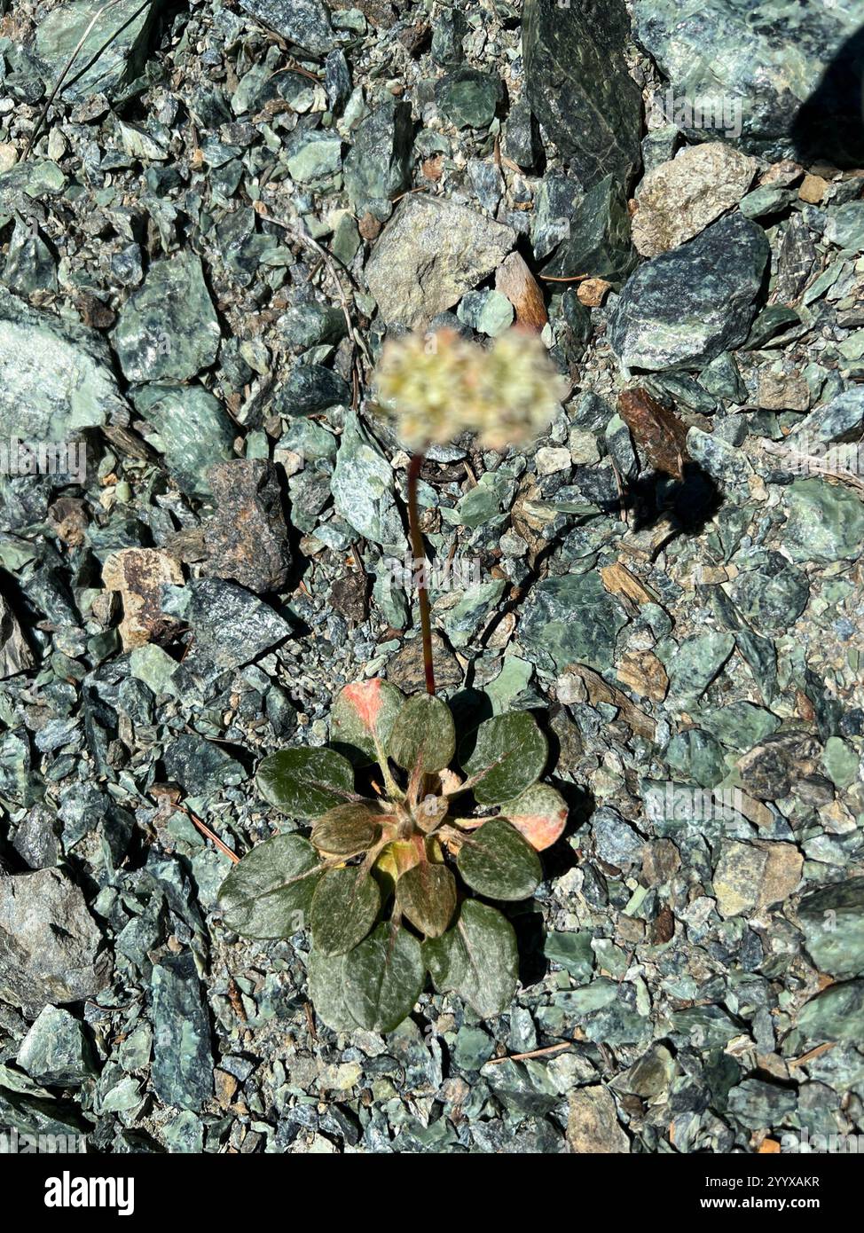 Pyrola-leaf Buckwheat (Eriogonum pyrolifolium Stock Photo - Alamy