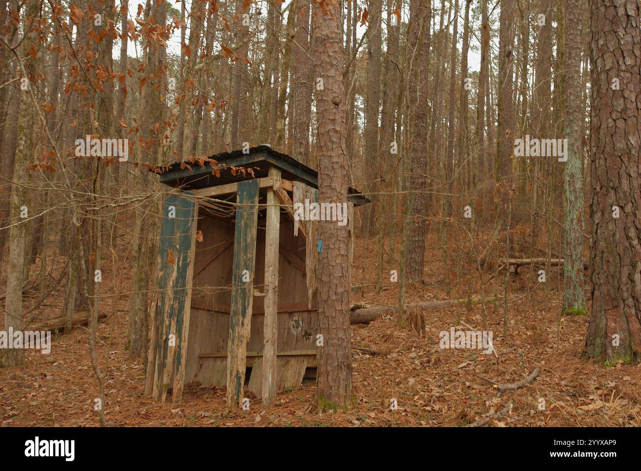 Old wood dilapidated outhouse in the woods. Old-fashioned wooden toilet ...
