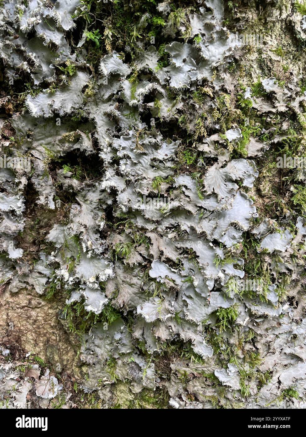 scaly pelt lichen (Peltigera praetextata Stock Photo - Alamy