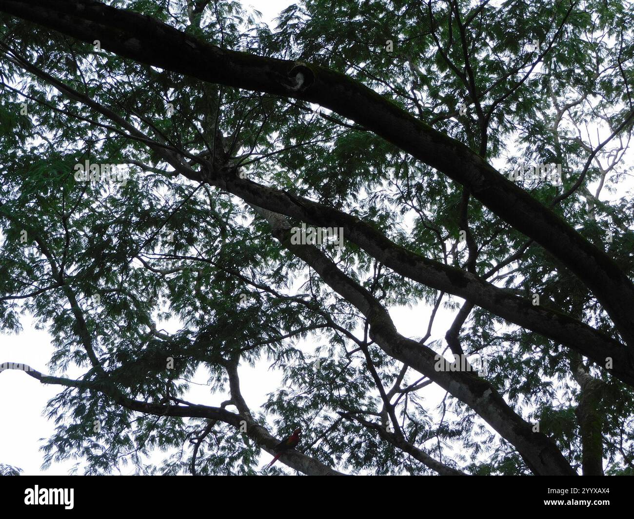 elephant ear tree (Enterolobium cyclocarpum Stock Photo - Alamy