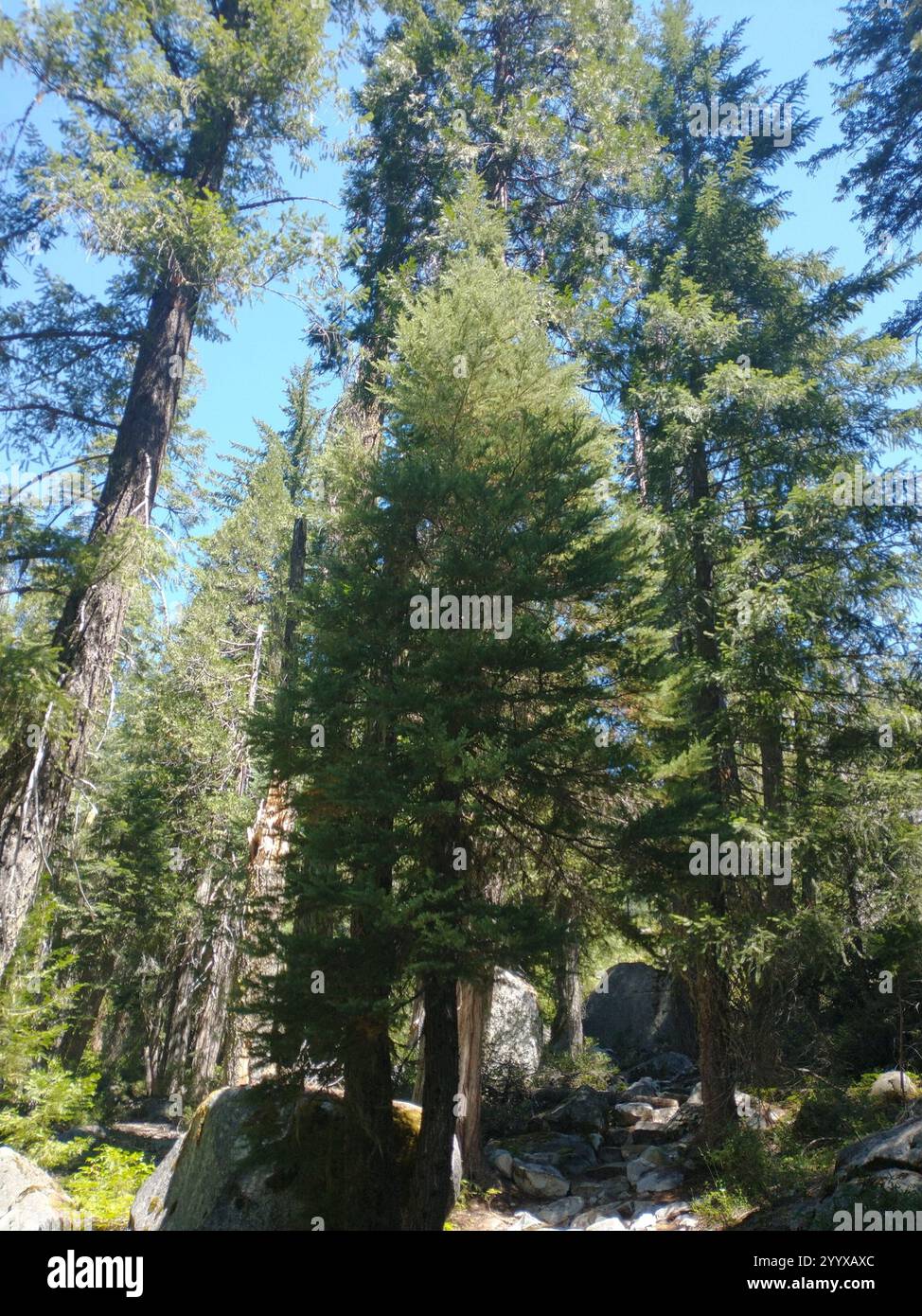 mountain hemlock (Tsuga mertensiana Stock Photo - Alamy