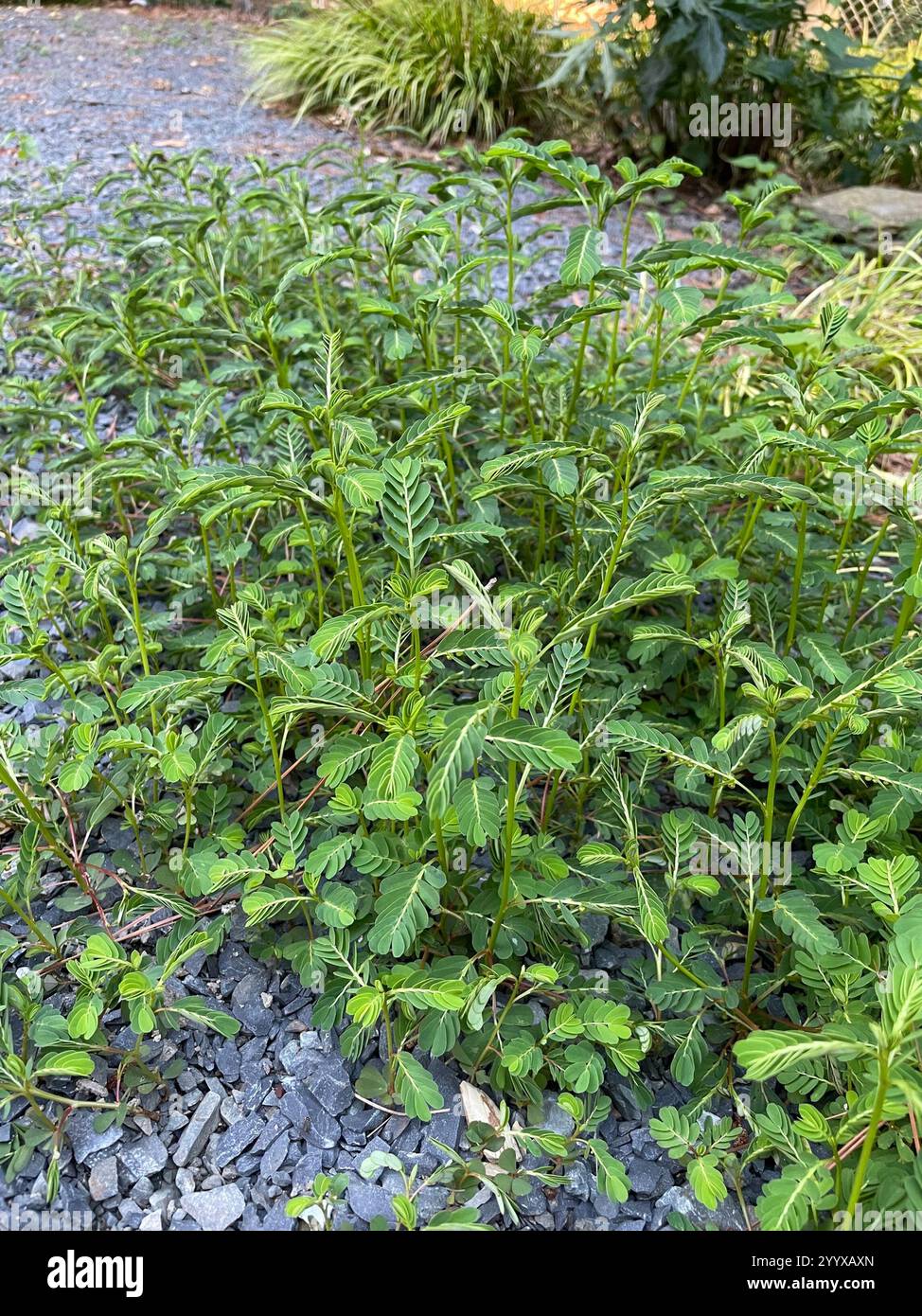Chamberbitter (Phyllanthus urinaria Stock Photo - Alamy