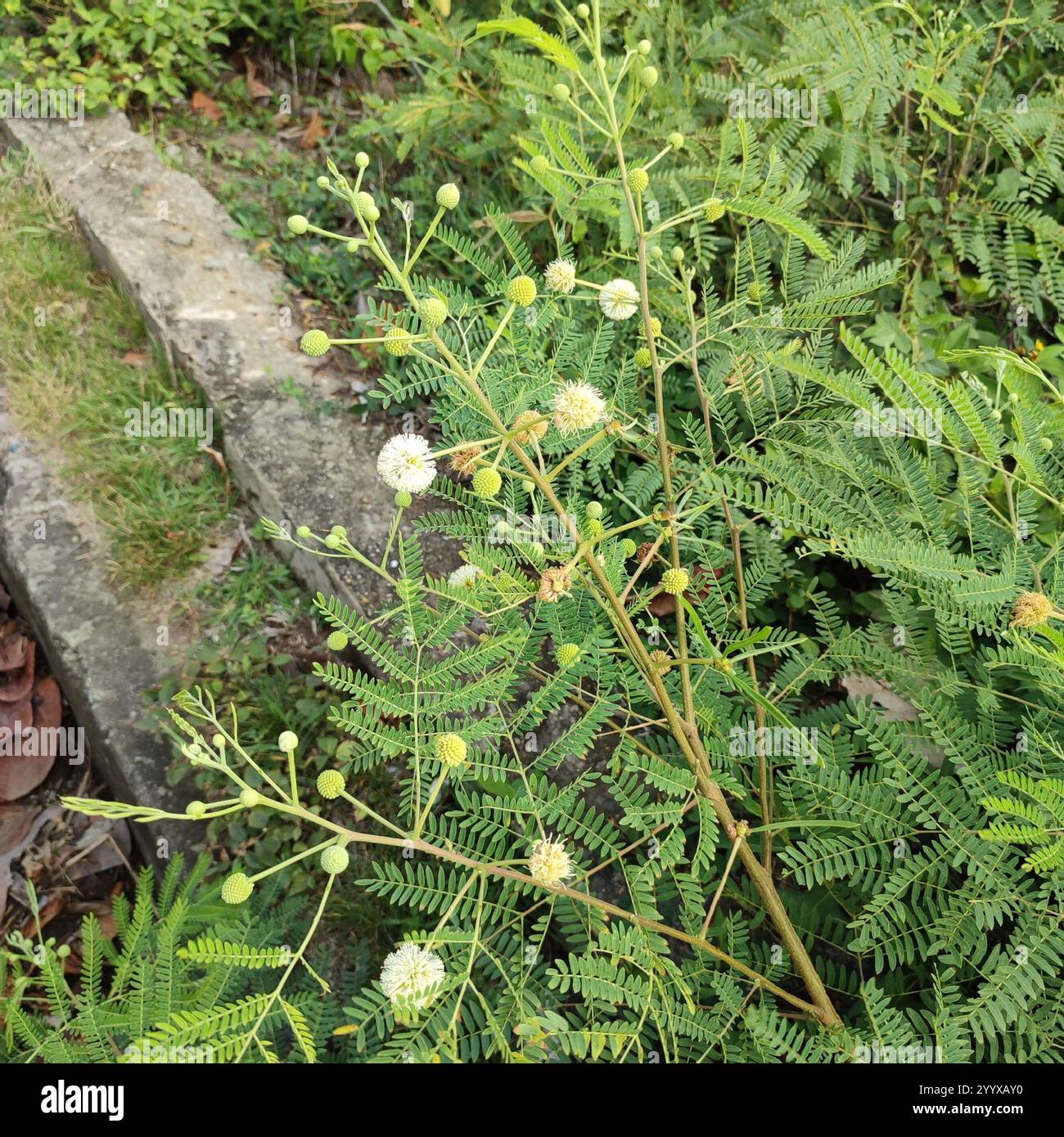 White leadtree (Leucaena leucocephala Stock Photo - Alamy