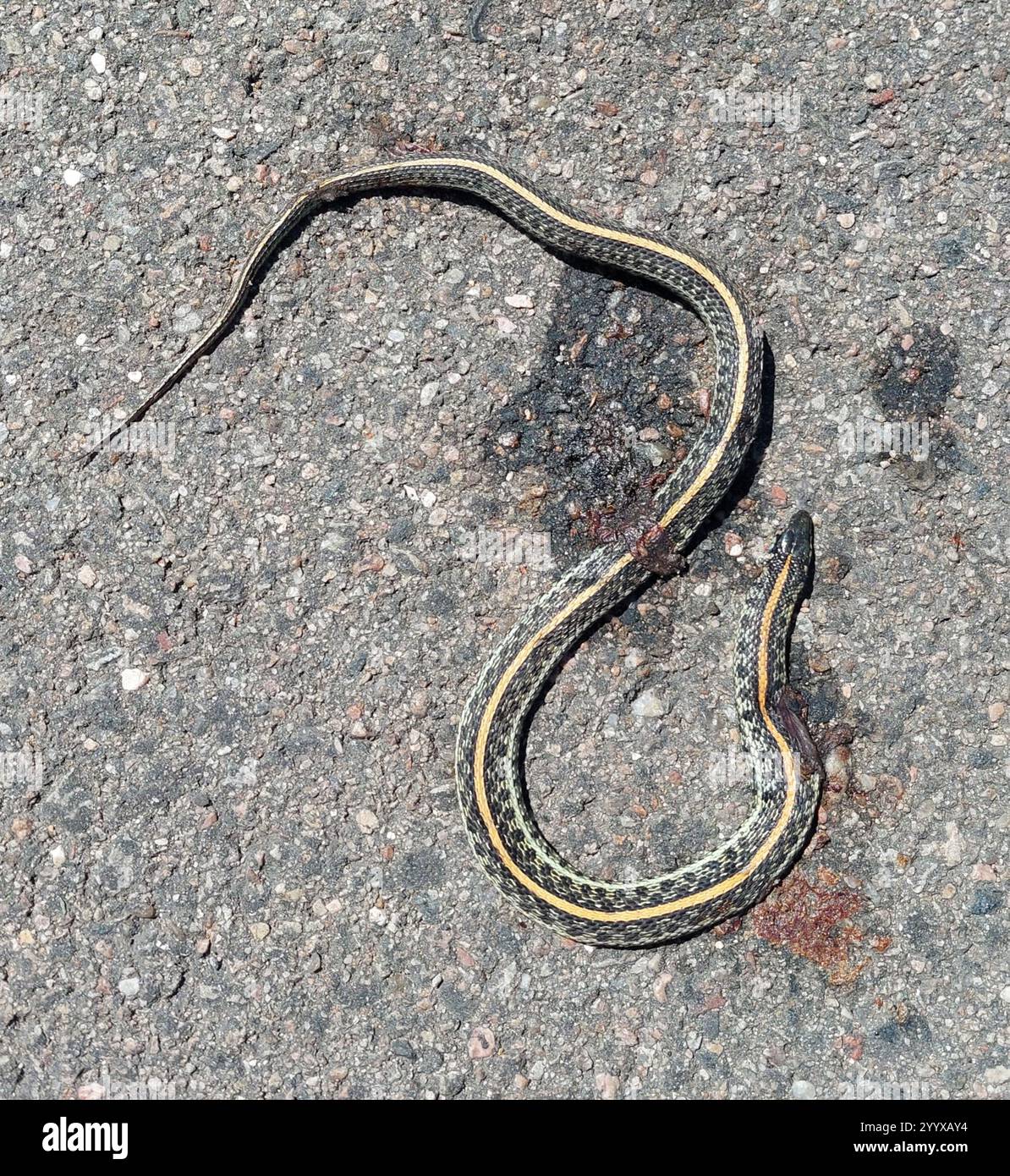 Plains Garter Snake (Thamnophis radix Stock Photo - Alamy