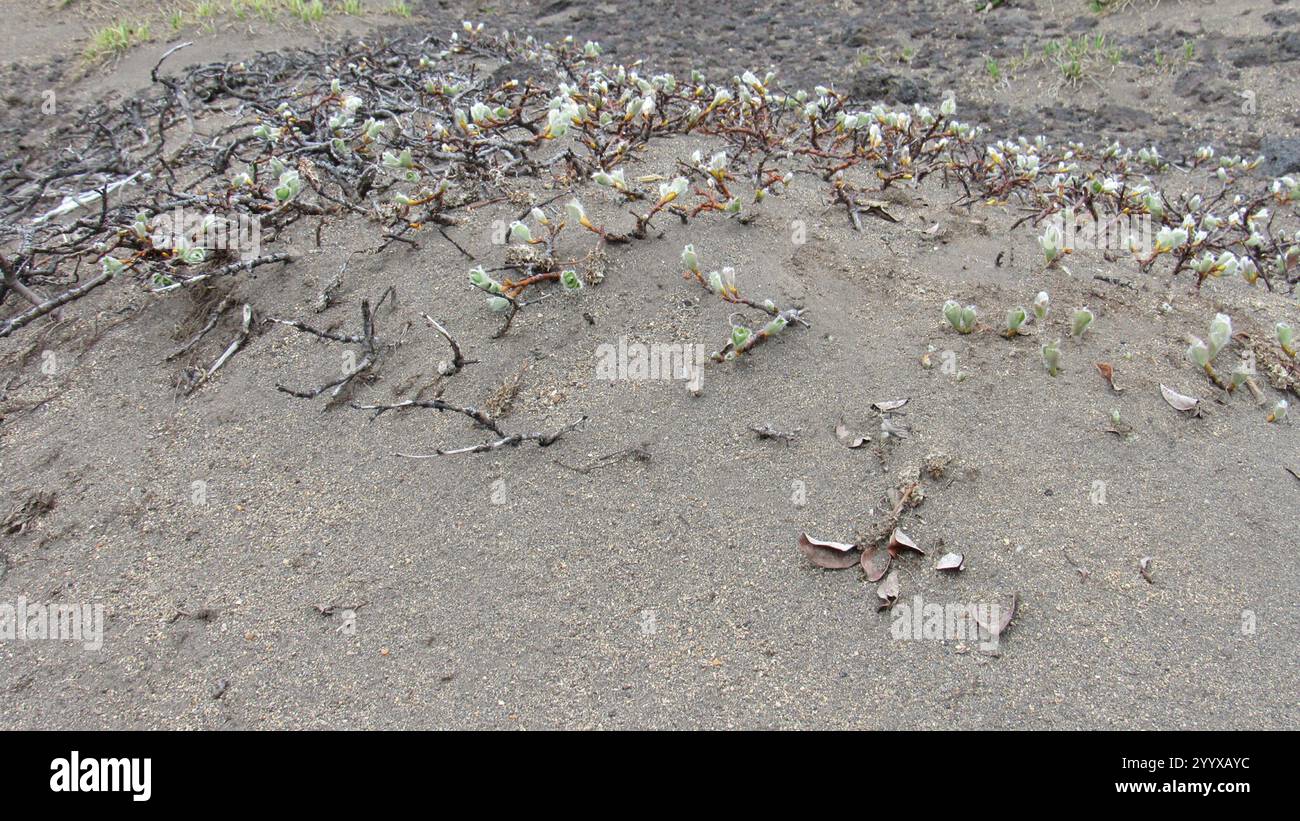 arctic willow (Salix arctica Stock Photo - Alamy