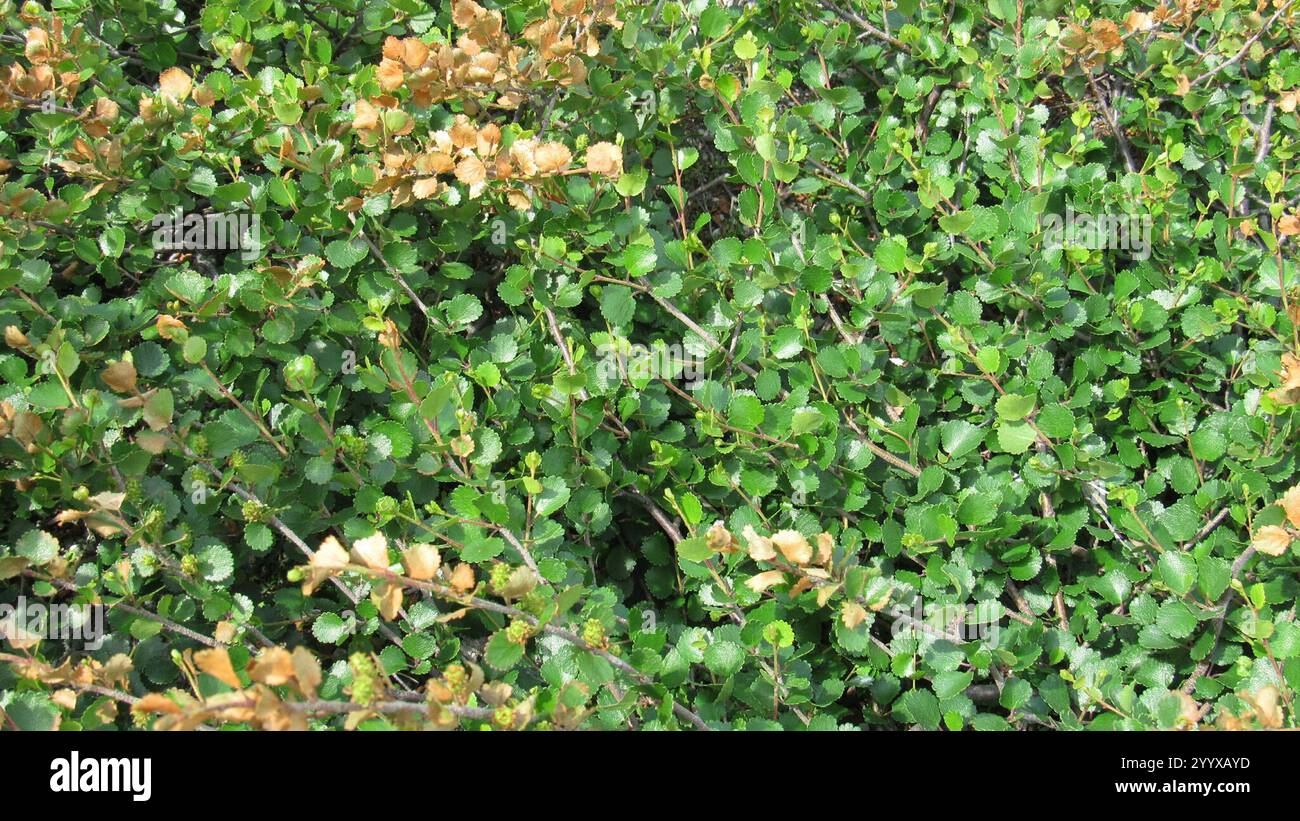 Dwarf Birch (Betula nana Stock Photo - Alamy