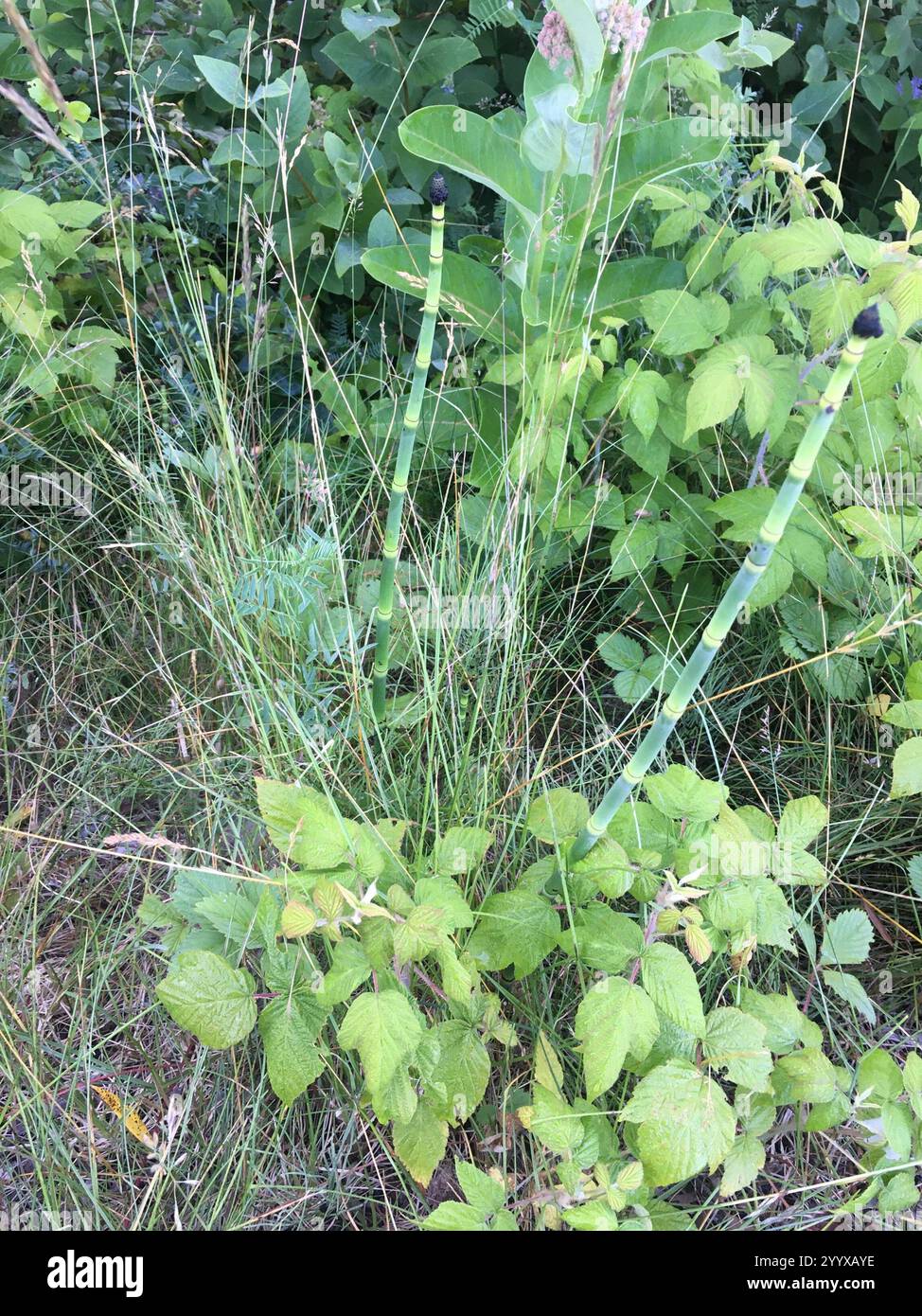 rough horsetail (Equisetum hyemale Stock Photo - Alamy