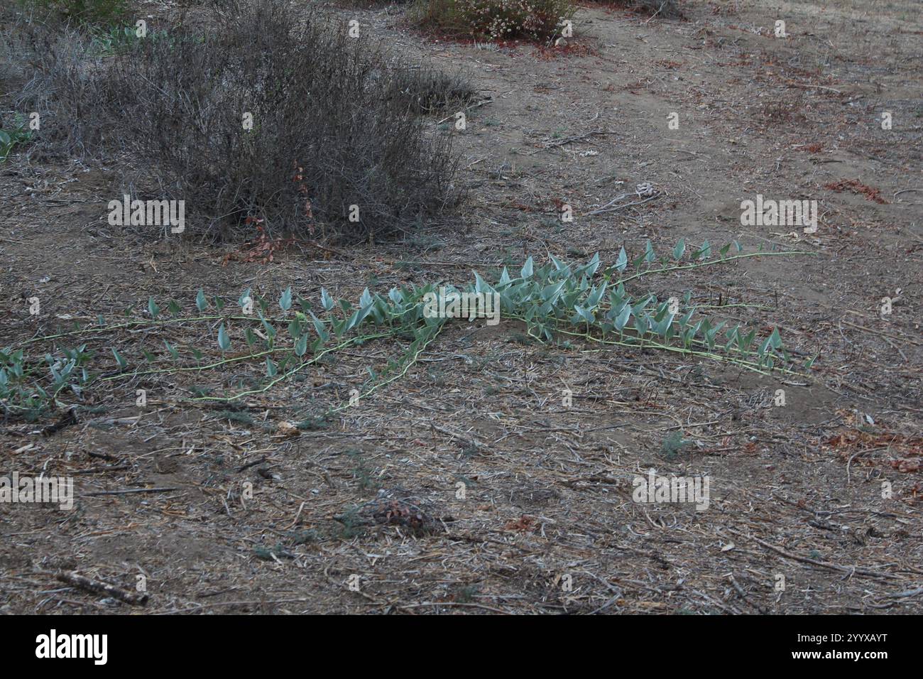 Buffalo Gourd (Cucurbita foetidissima Stock Photo - Alamy