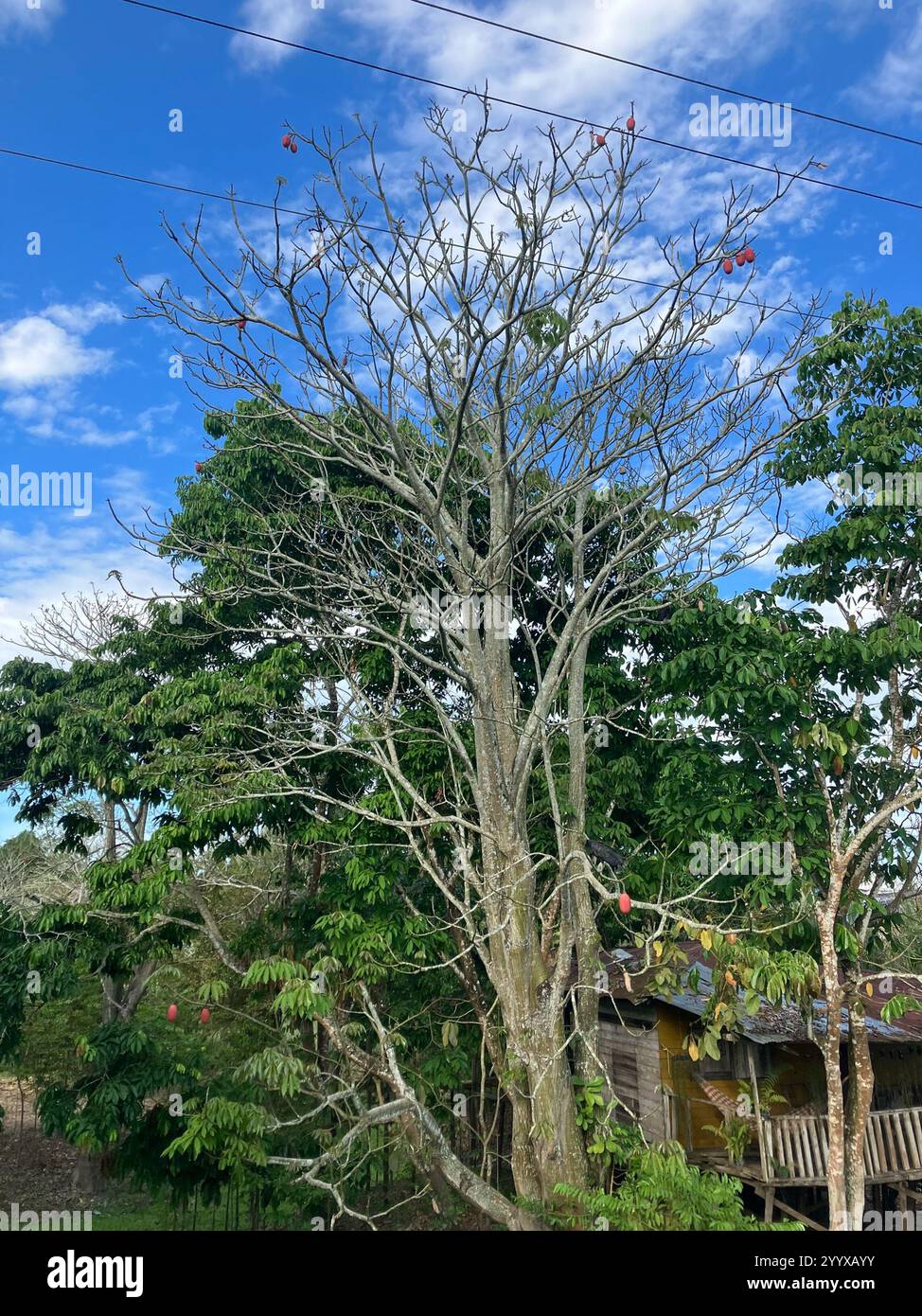 Provision tree pachira aquatica hi-res stock photography and images - Alamy