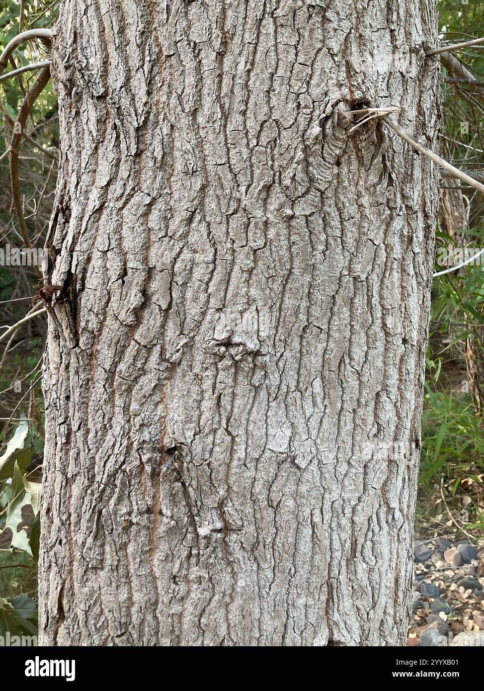 Fremont Cottonwood (Populus fremontii Stock Photo - Alamy