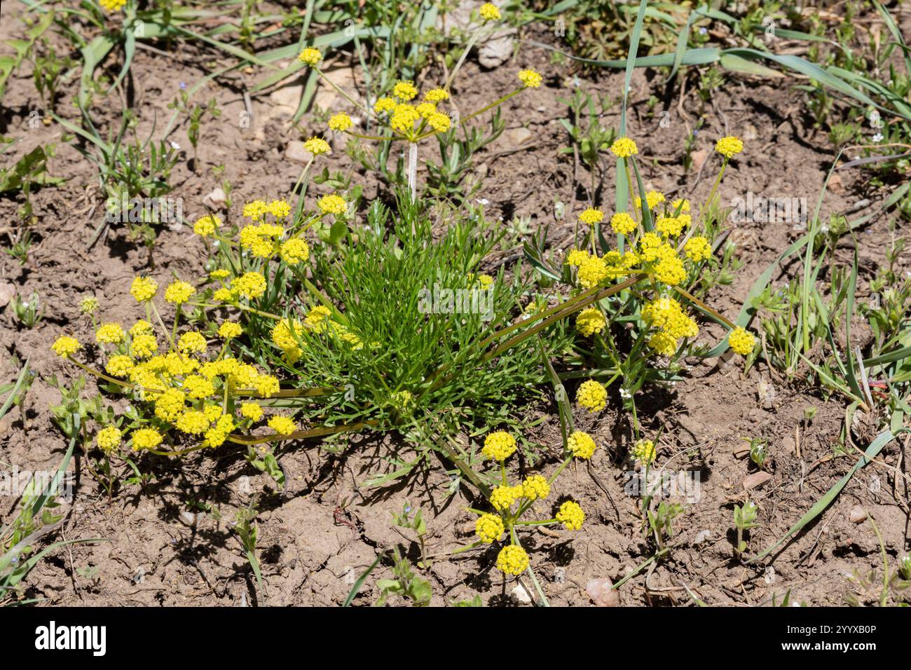 Wasatch desertparsley (Lomatium bicolor Stock Photo - Alamy