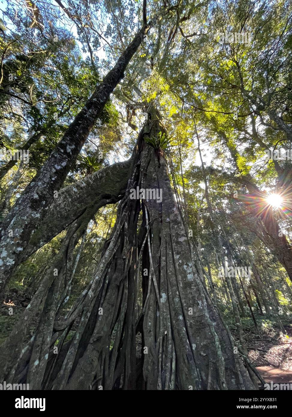 mulberry and fig family (Moraceae Stock Photo - Alamy