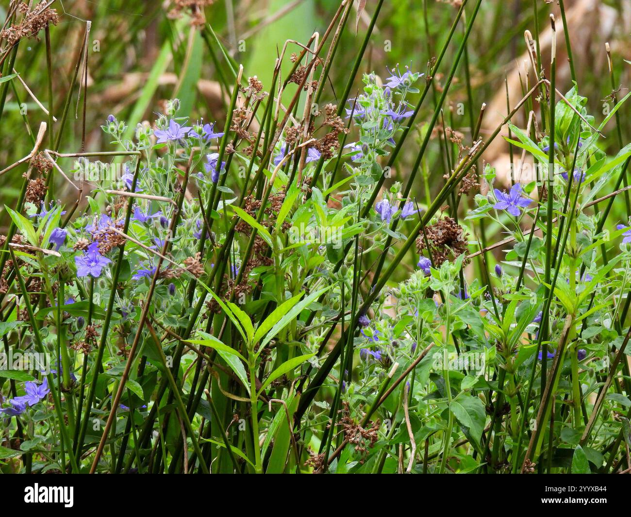 blue waterleaf (Hydrolea ovata Stock Photo - Alamy