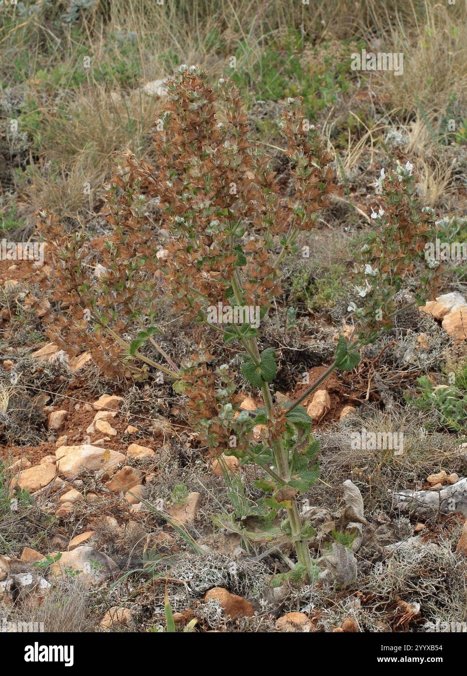Mediterranean sage (Salvia aethiopis Stock Photo - Alamy