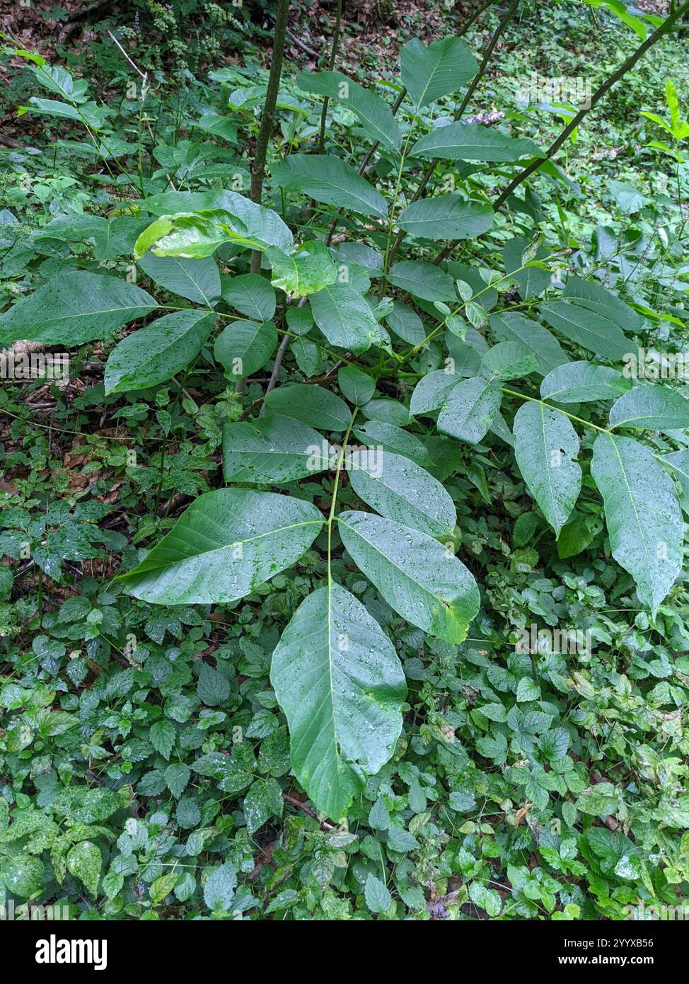 Persian walnut (Juglans regia Stock Photo - Alamy