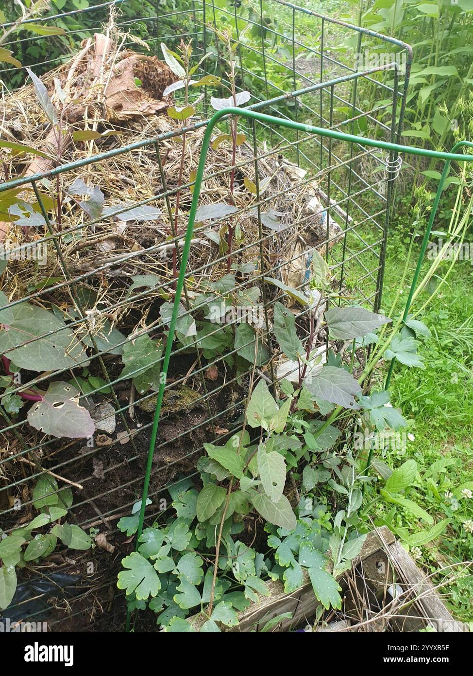 garden orache (Atriplex hortensis Stock Photo - Alamy