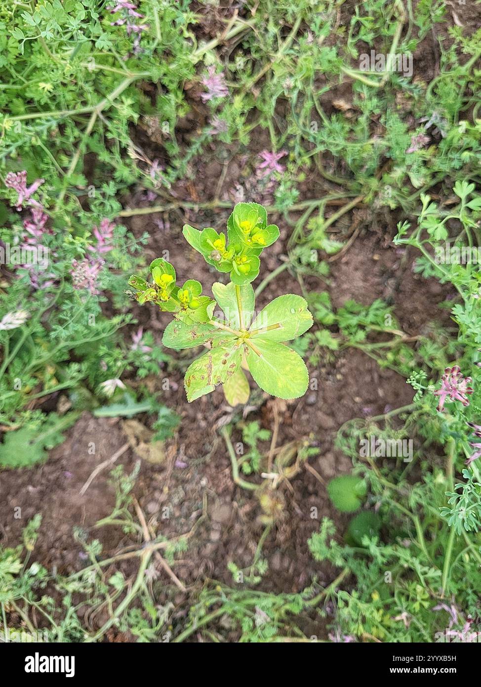 Sun spurge (Euphorbia helioscopia Stock Photo - Alamy