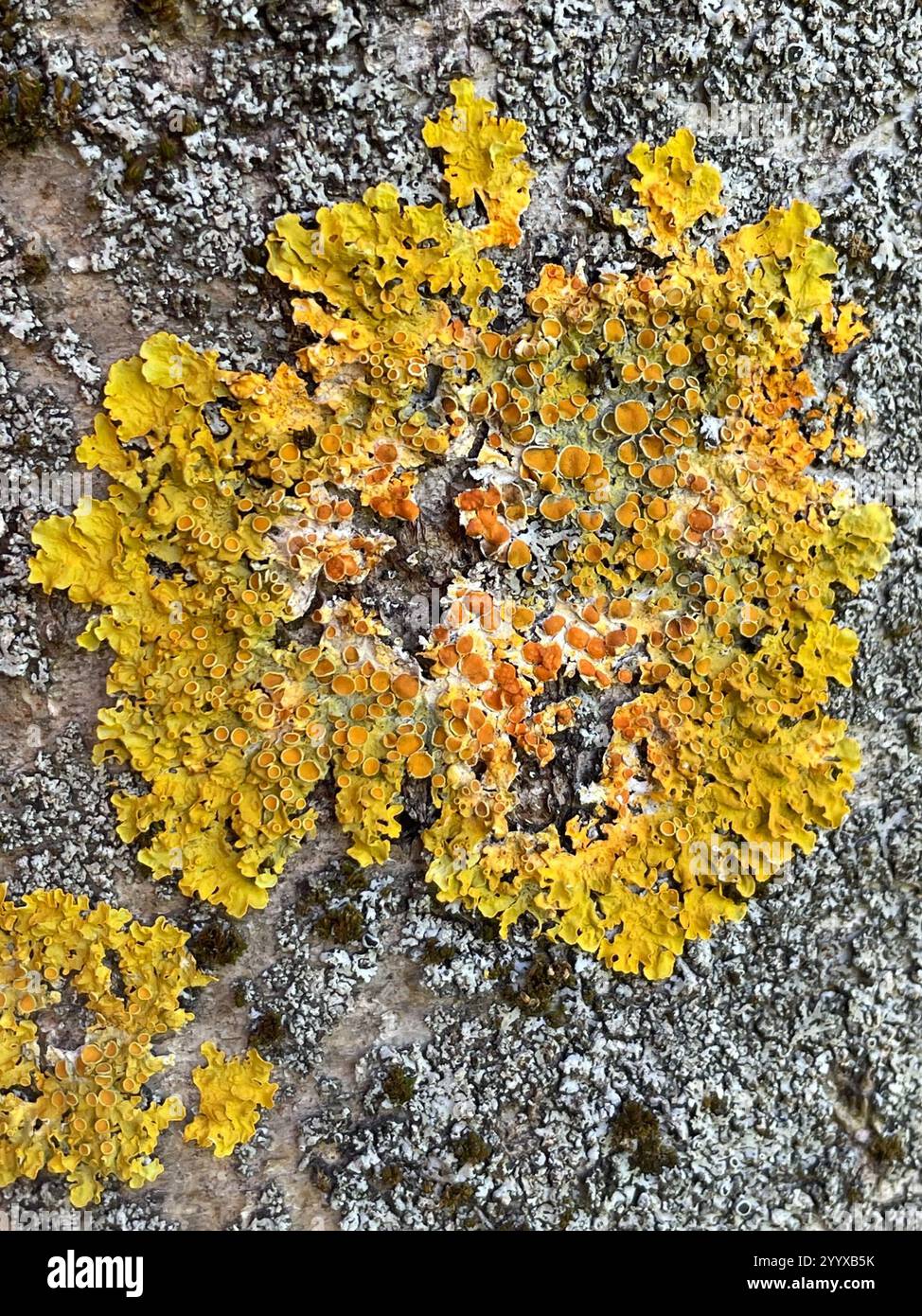 Common Sunburst Lichen (Xanthoria parietina Stock Photo - Alamy