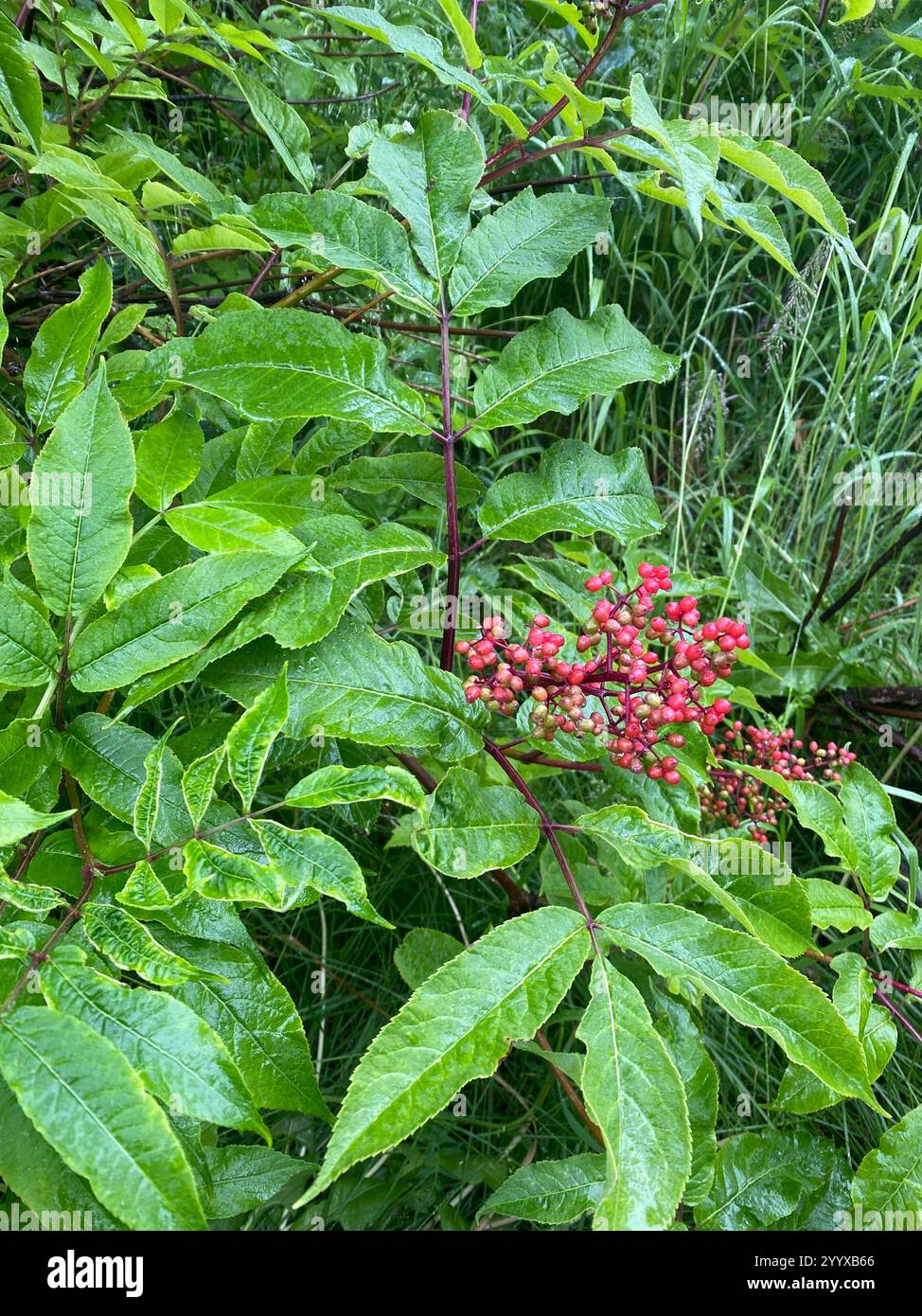 red-berried elder (Sambucus racemosa Stock Photo - Alamy