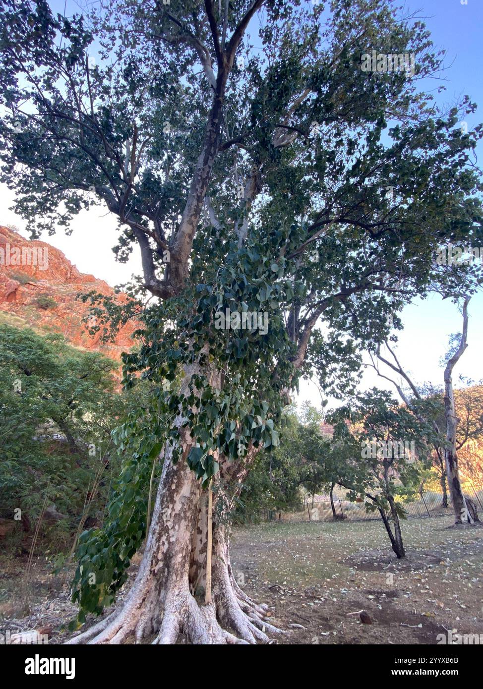 Propeller Tree (Gyrocarpus americanus Stock Photo - Alamy