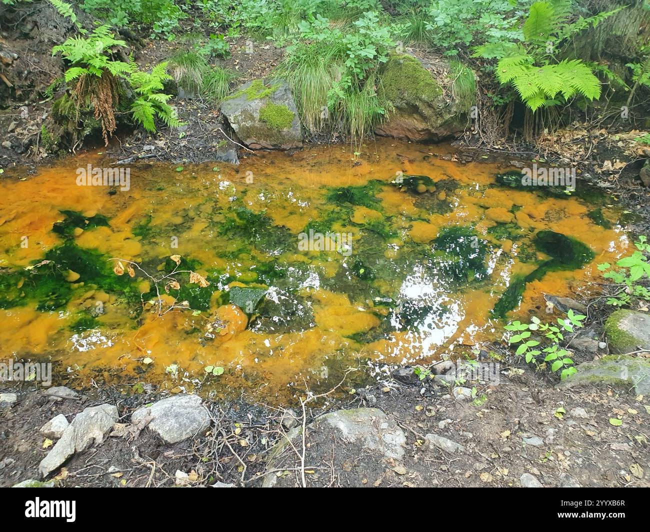 Leptothrix hi-res stock photography and images - Alamy