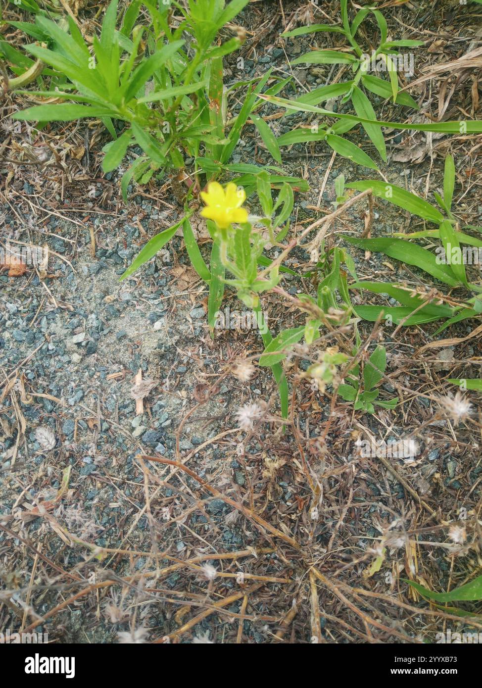 cutleaf evening primrose (Oenothera laciniata Stock Photo - Alamy