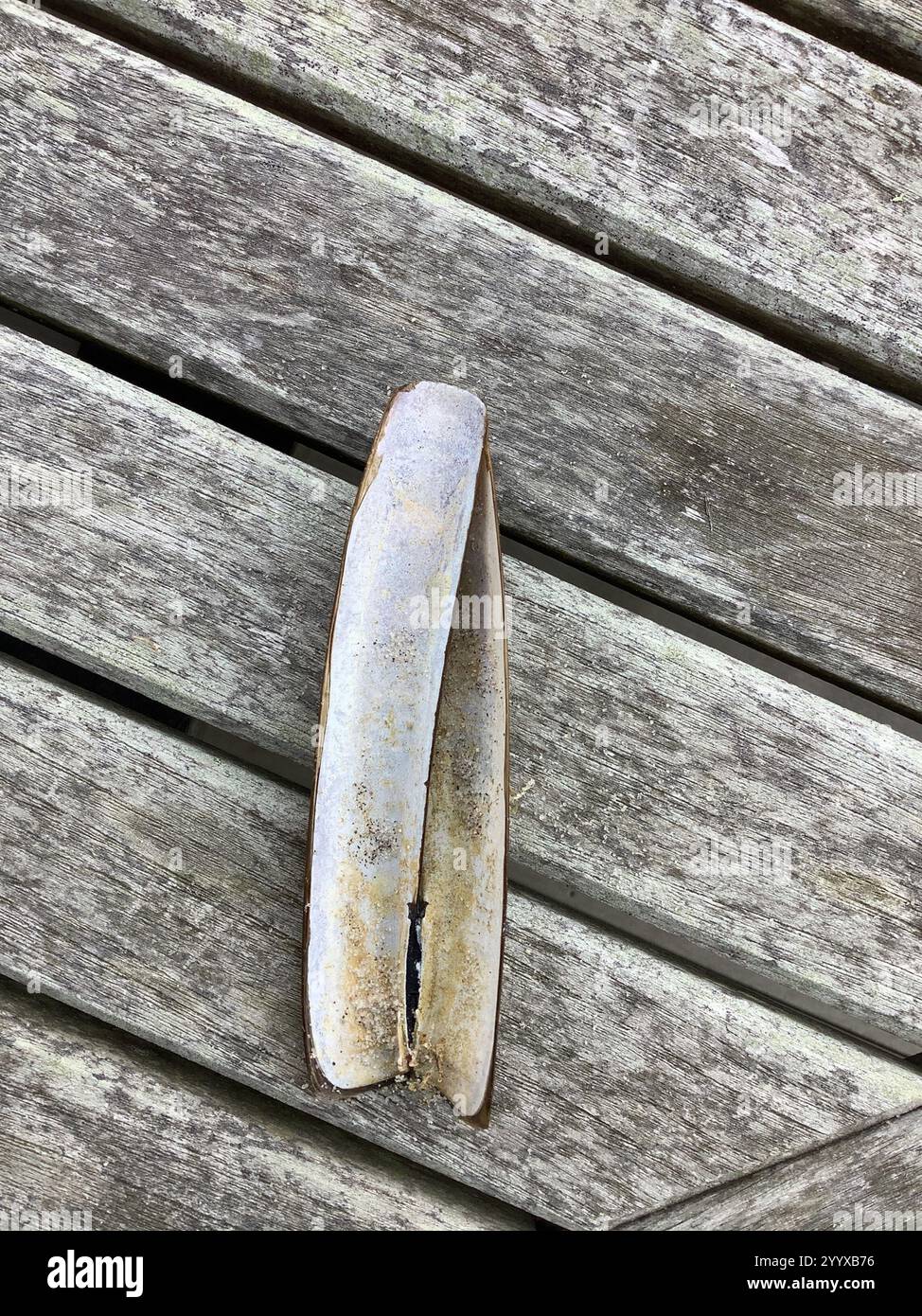 Atlantic Jackknife (Ensis leei Stock Photo - Alamy